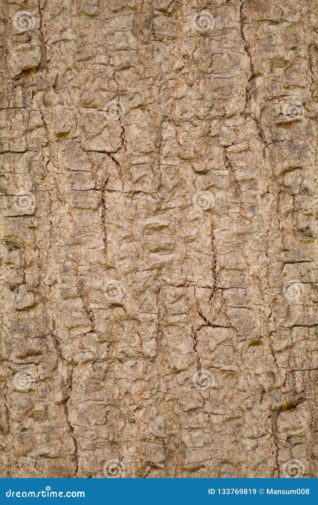 Dry bark tree texture stock image. Image of abstract - 133769819