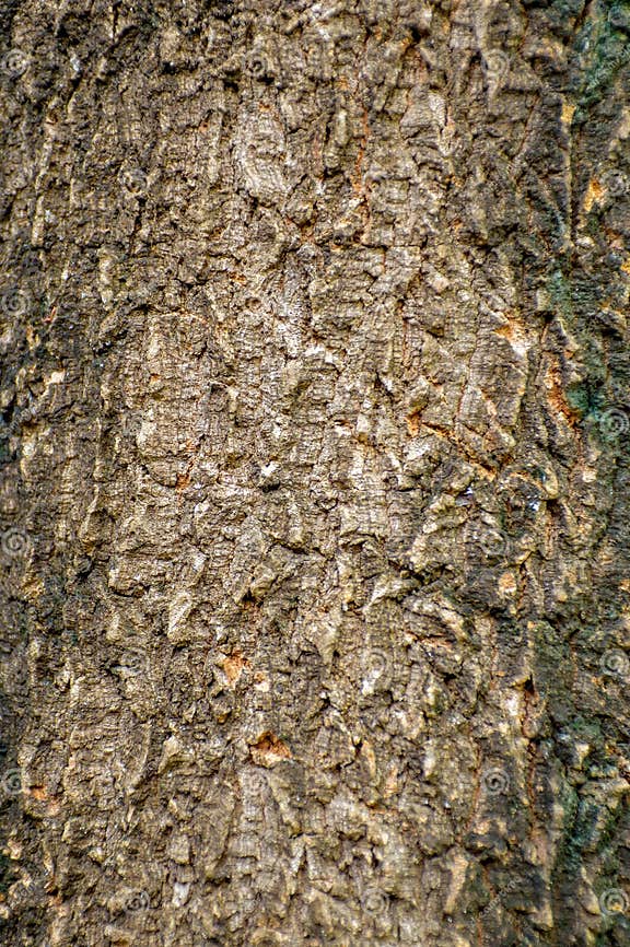 Dry bark tree texture stock photo. Image of environment - 208328880