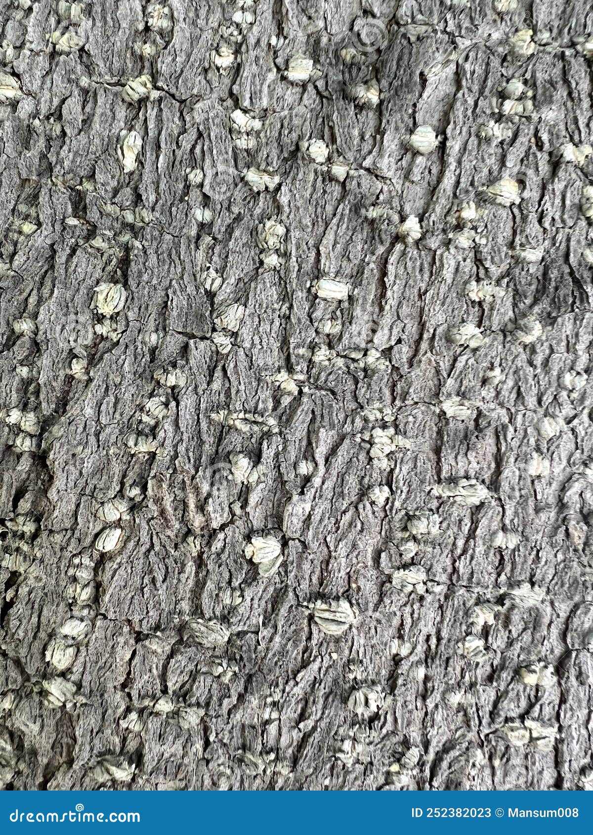 Dry bark tree texture stock image. Image of closeup - 252382023