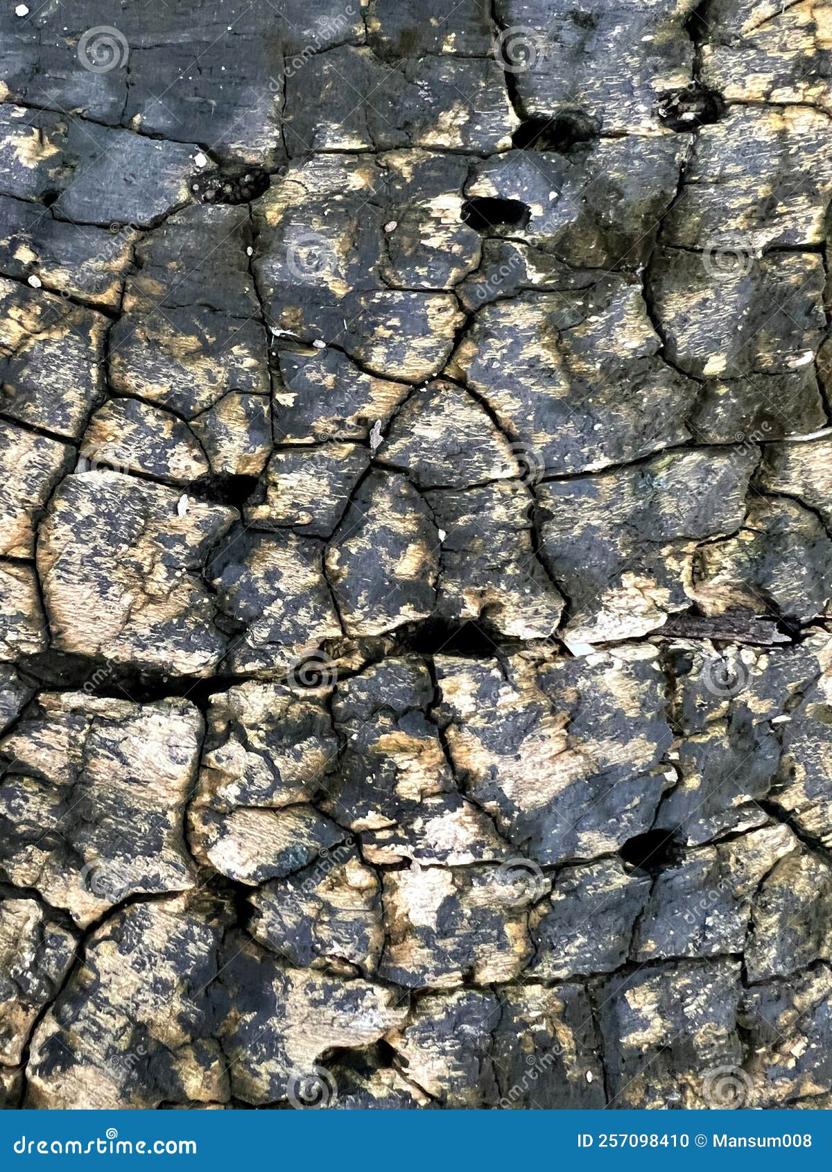 Dry bark tree texture stock photo. Image of barren, closeup - 257098410
