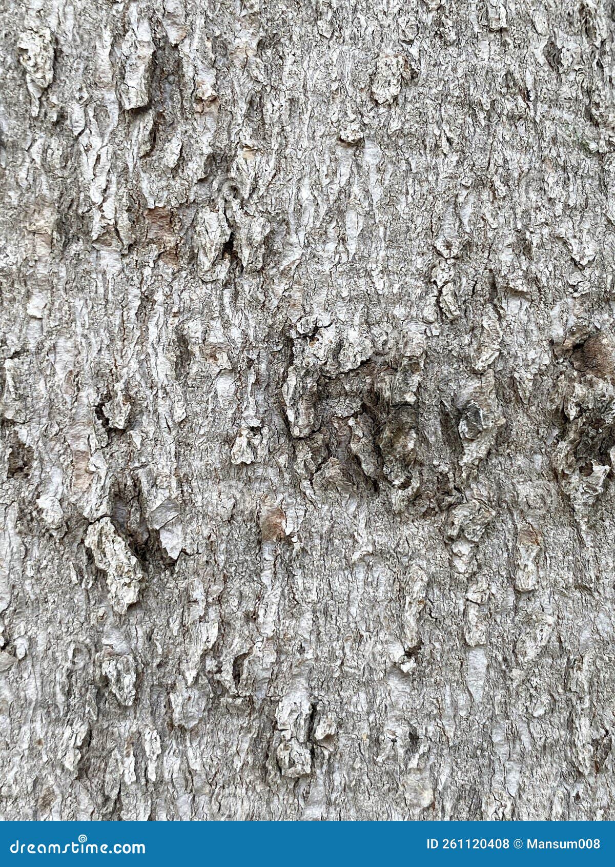Dry bark tree texture stock photo. Image of nature, park - 261120408