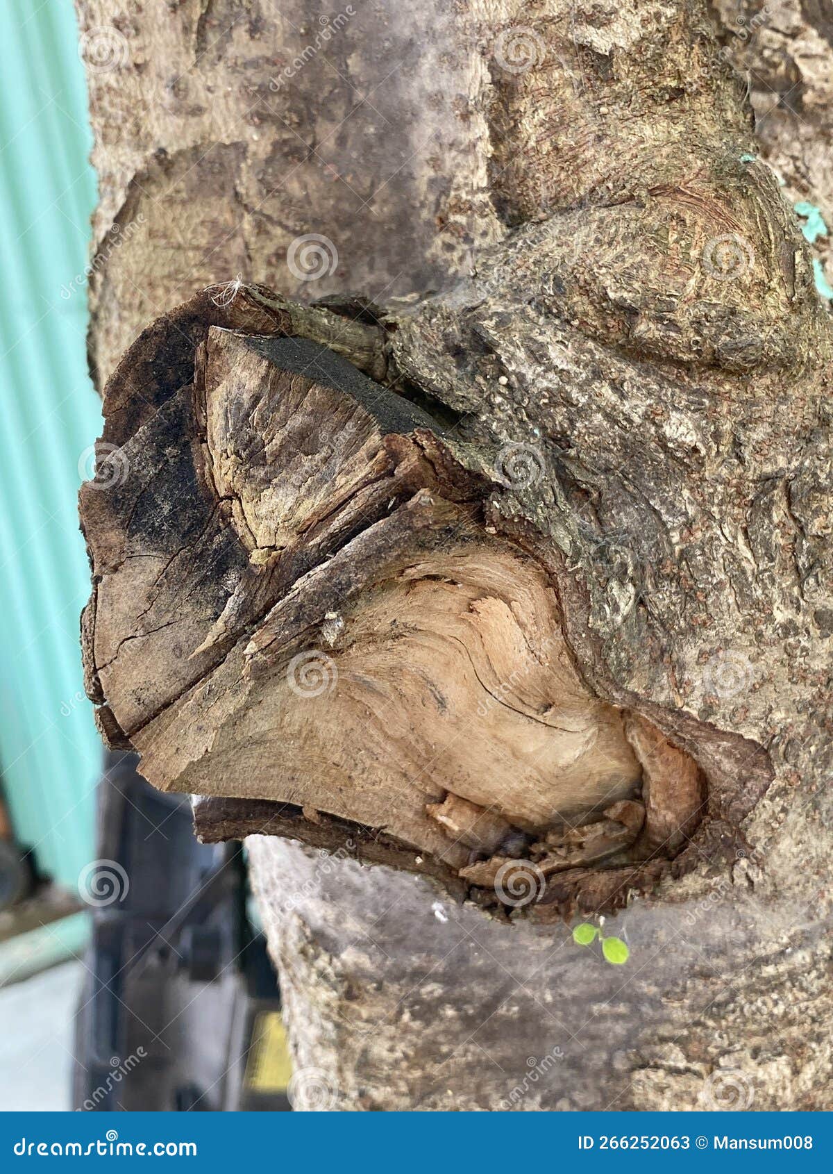 Dry bark tree texture stock image. Image of pattern - 266252063