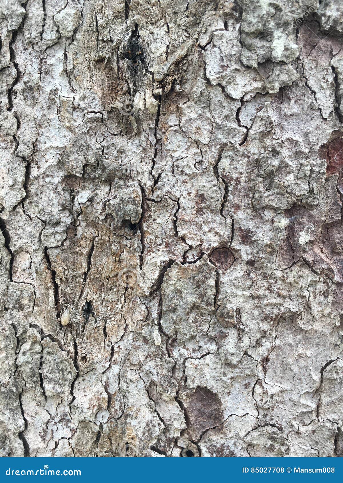 Dry bark tree texture stock photo. Image of ragged, bark - 85027708