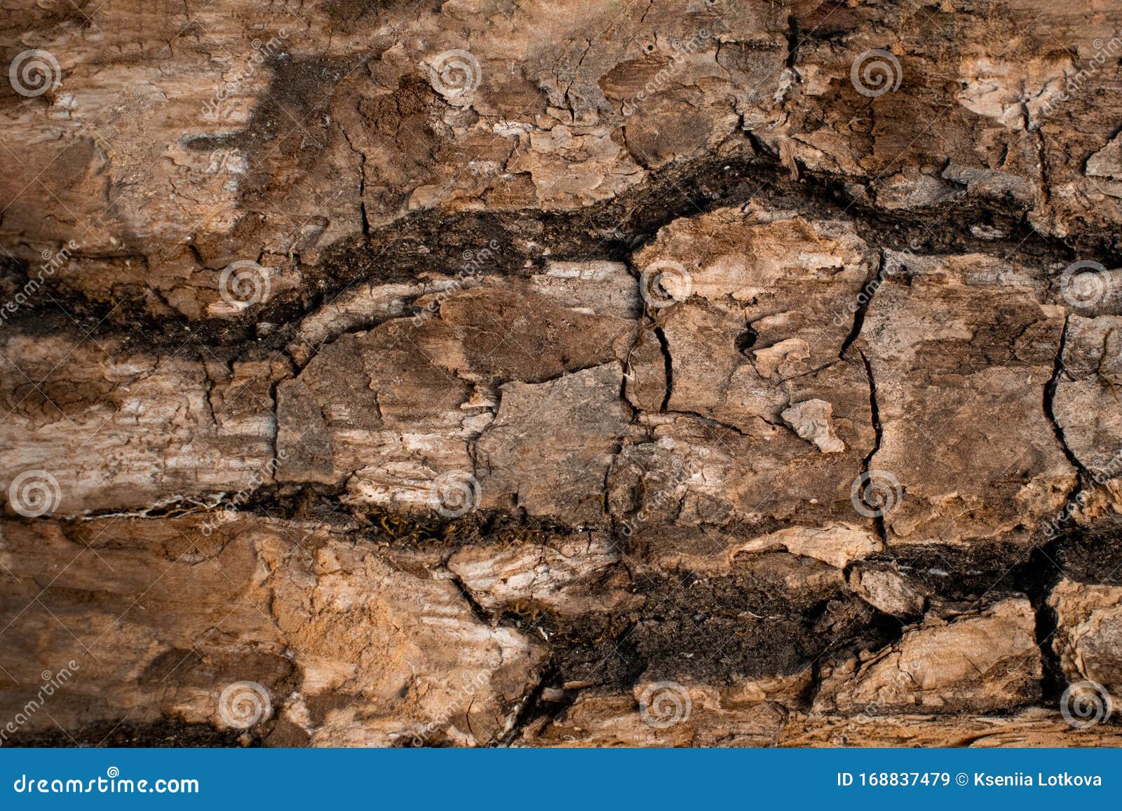 Dry Bark Tree Texture. Eco-raw Materials Stock Image - Image of ...