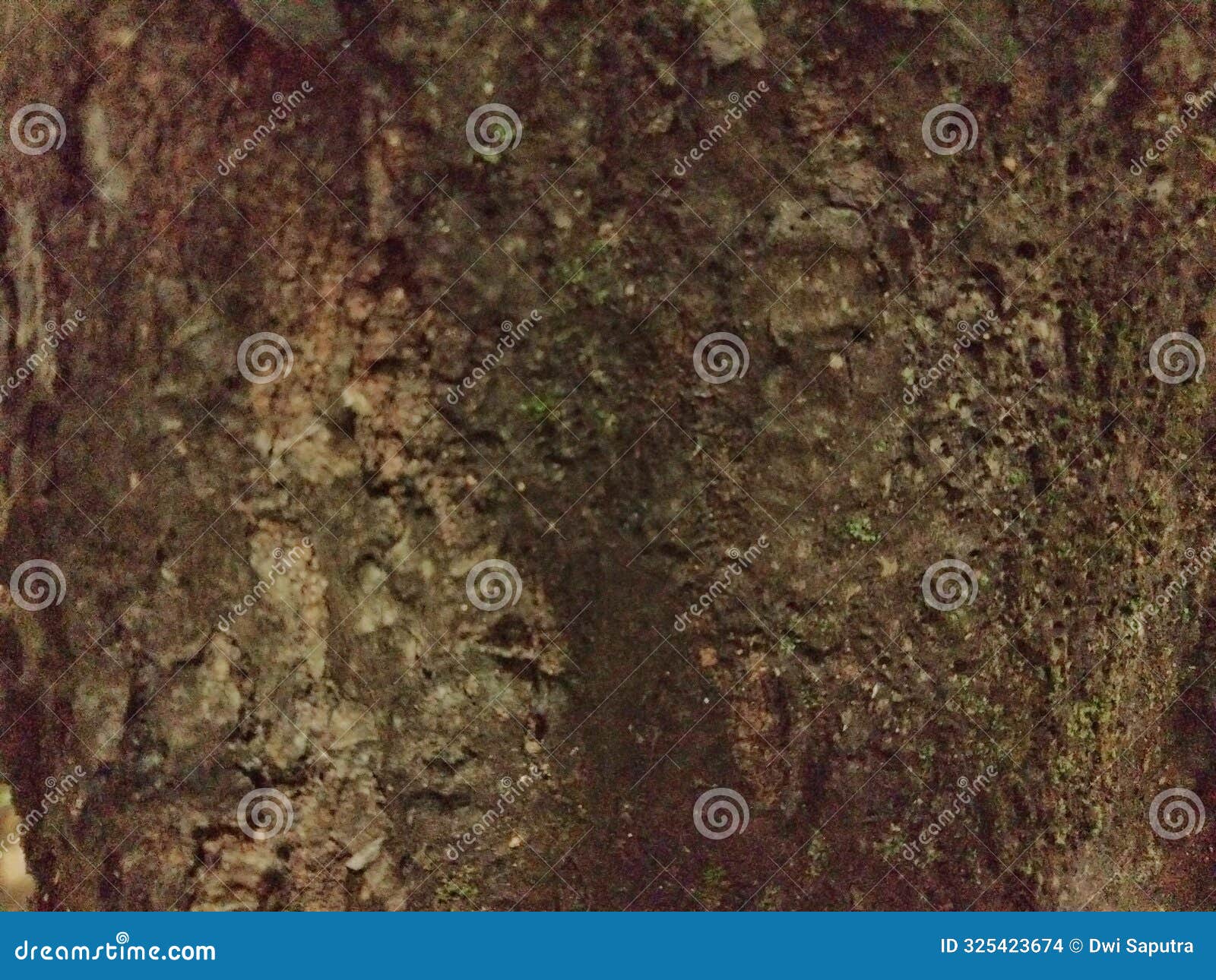 Dry Bark of Water Guava Tree Stock Photo - Image of water, bark: 325423674