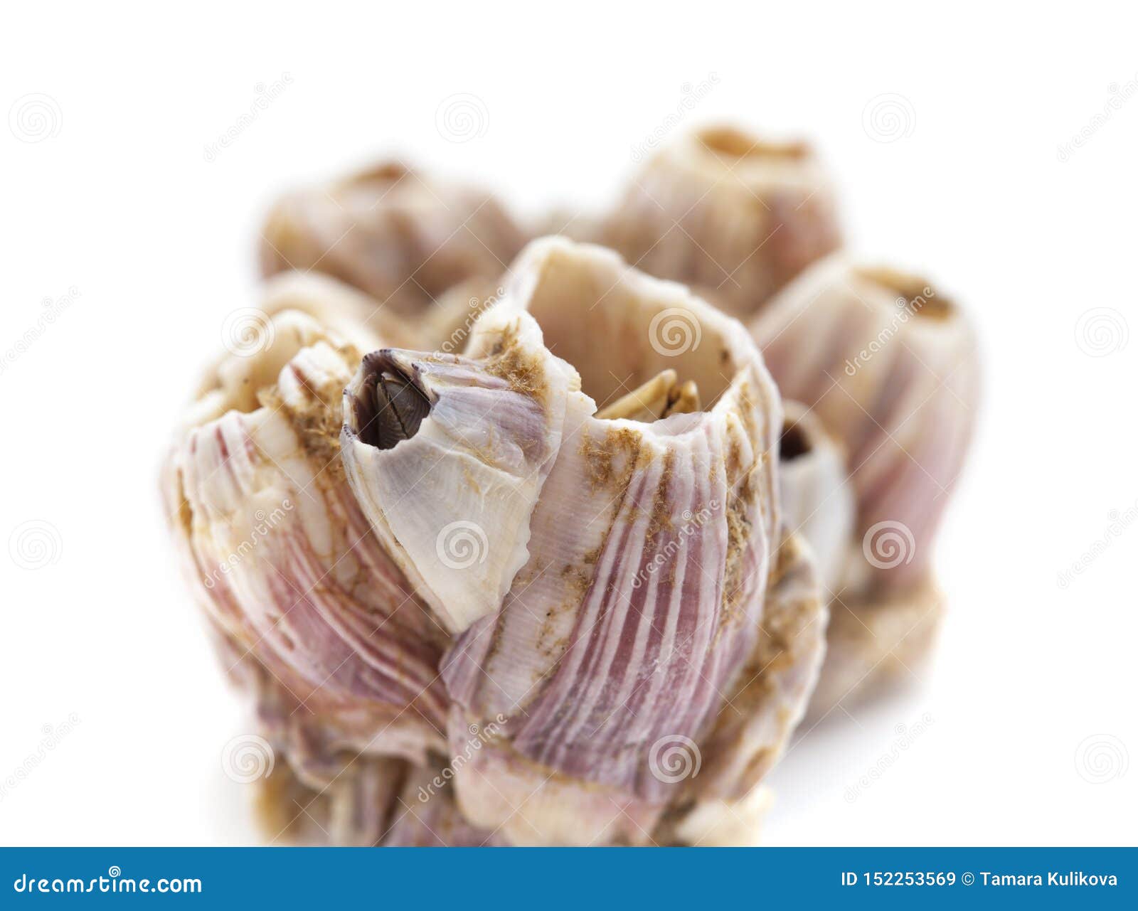 Dry barnacles shells stock image. Image of crabs, acorn - 152253569