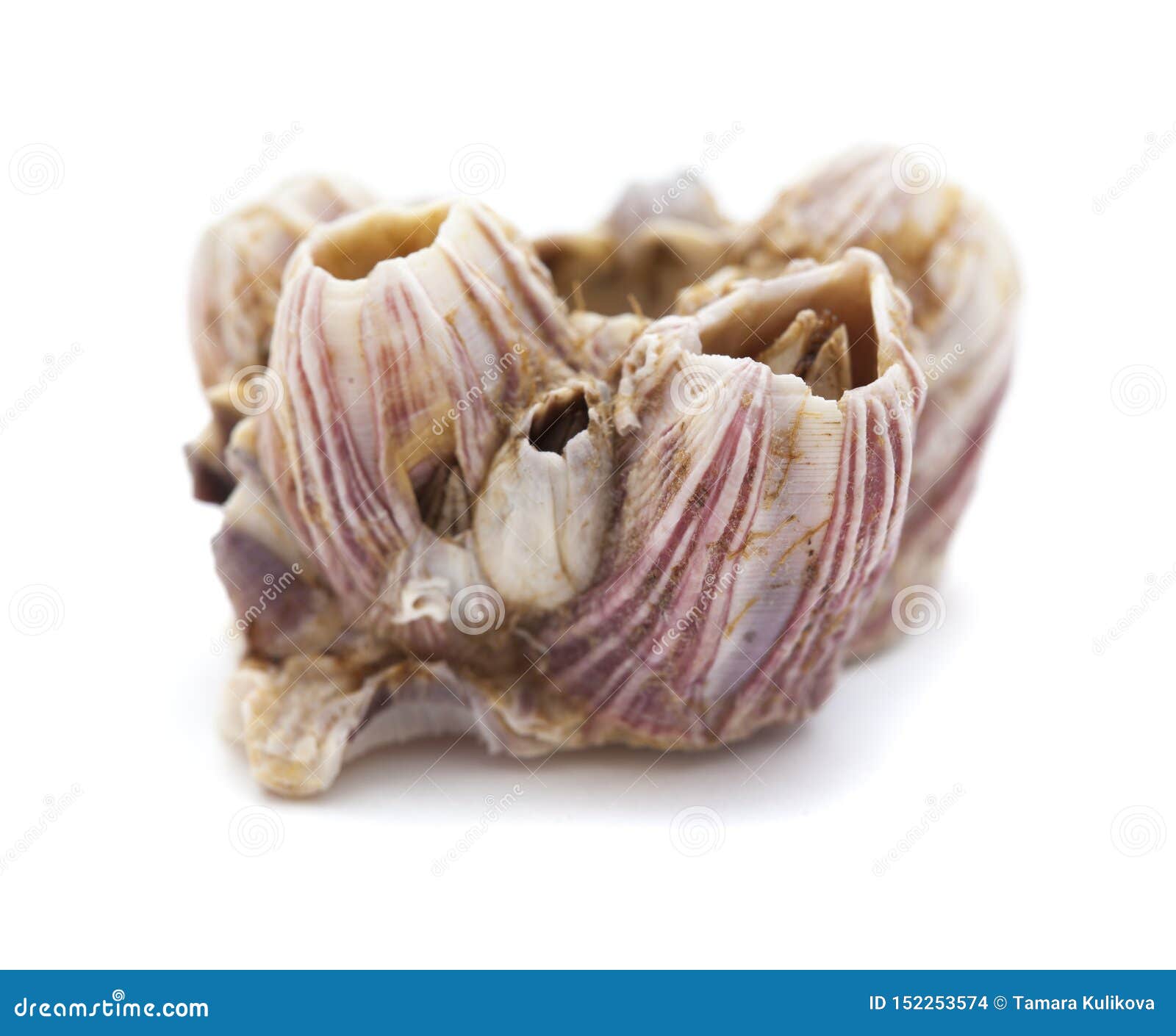 Dry barnacles shells stock photo. Image of cirripedia - 152253574