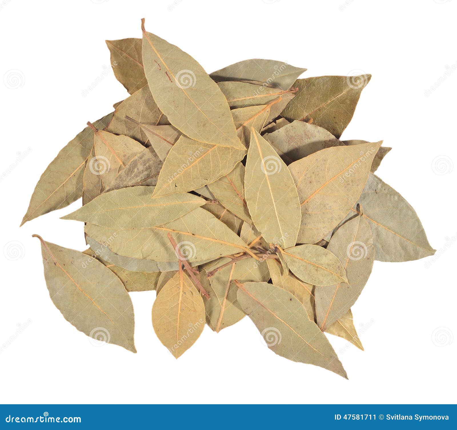 Dry Bay Laurel Leaves on a White Stock Image - Image of grow, garden ...