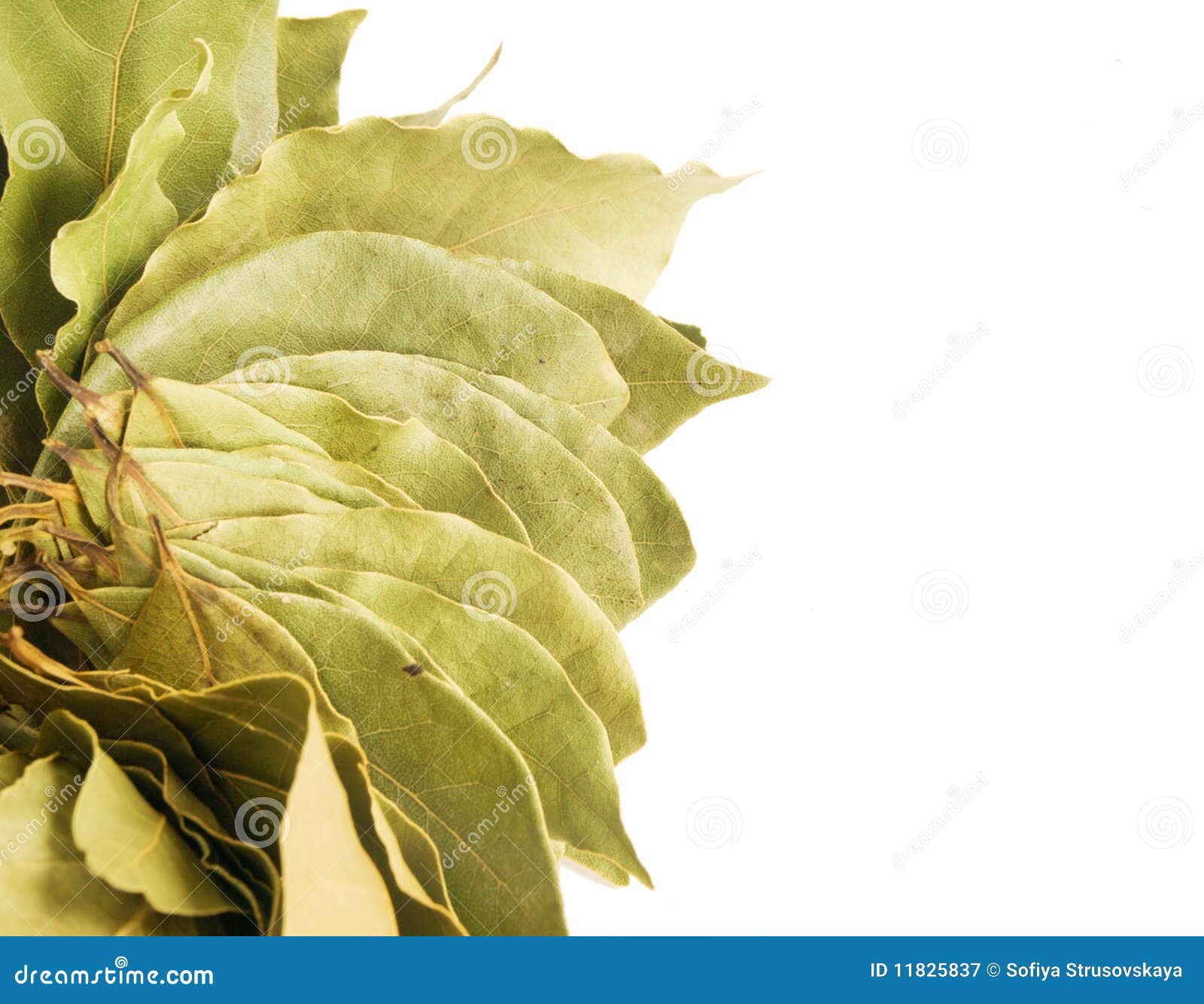 Dry bay leaf stock image. Image of ingredient, organic - 11825837