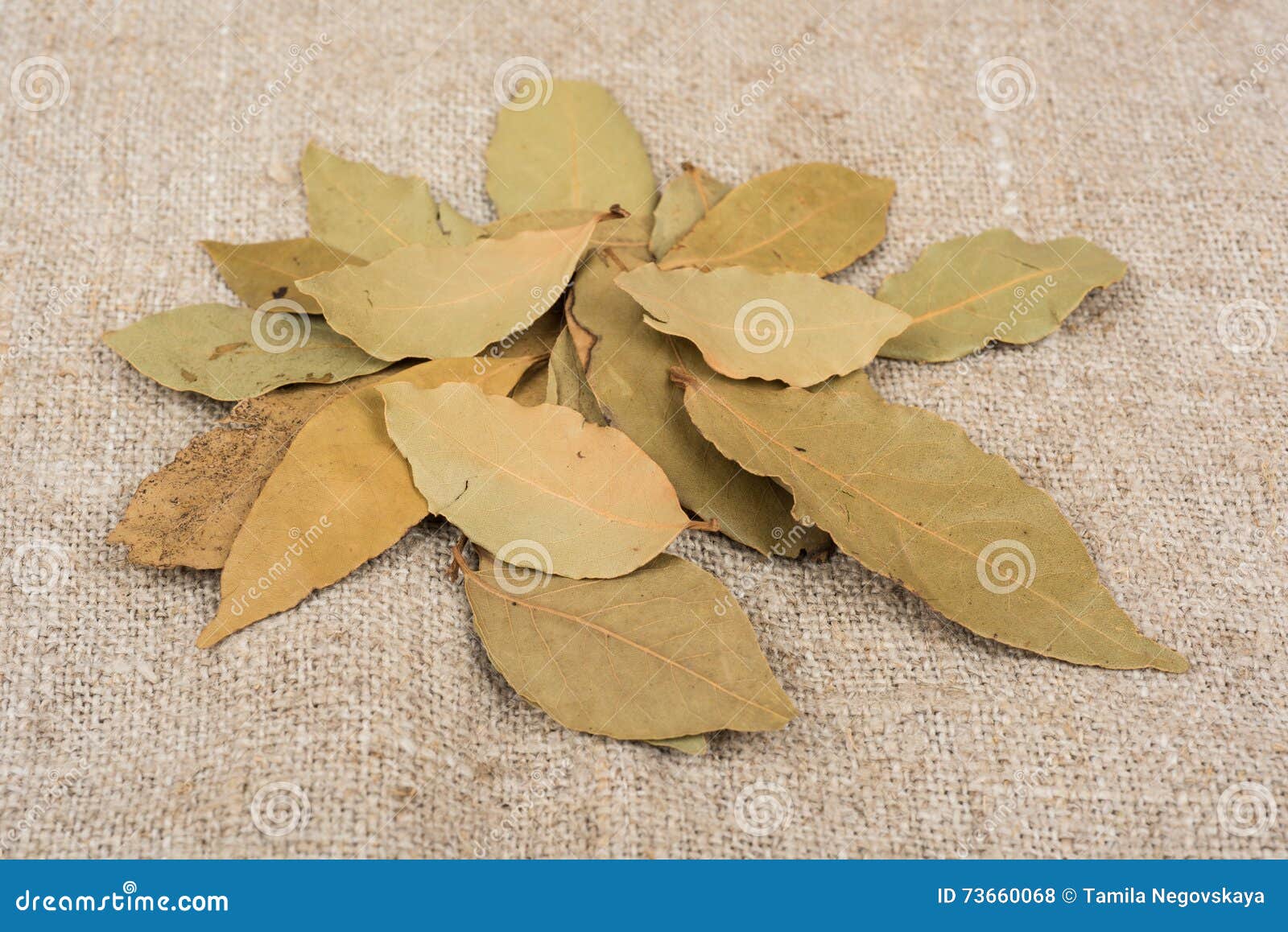 Dry bay leaf stock photo. Image of kitchen, aroma, spice - 73660068