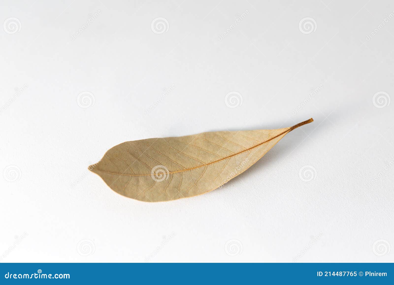 Single dried laurel stock image. Image of isolated, healthy - 214487765