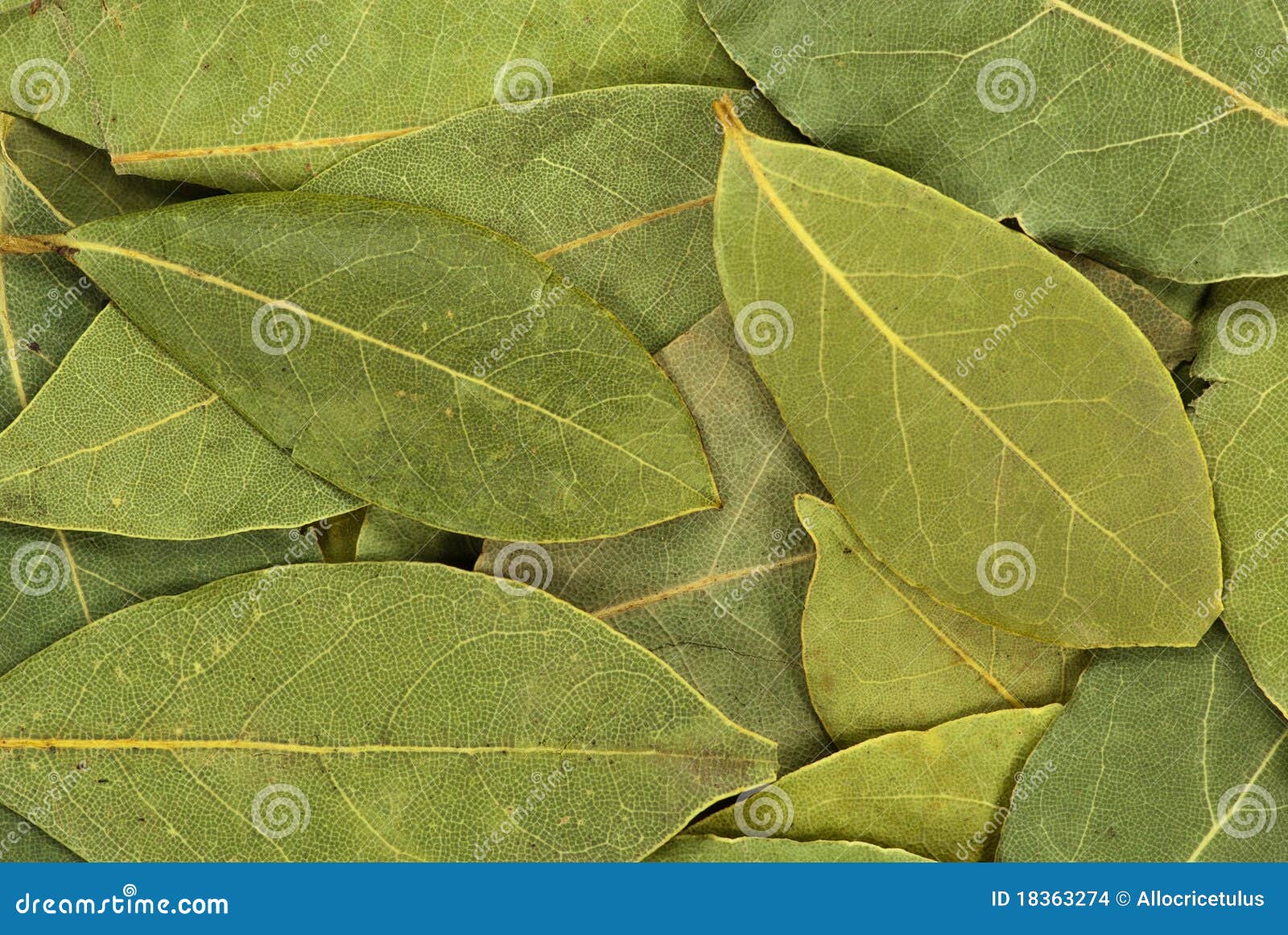 Dry bay leaves stock photo. Image of leaves, cooking - 18363274