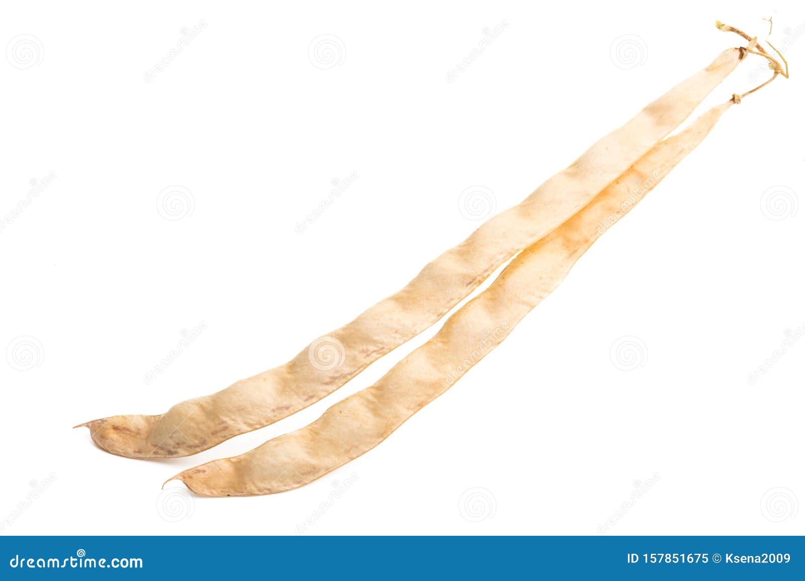Dry bean pod isolated stock image. Image of healthy - 157851675