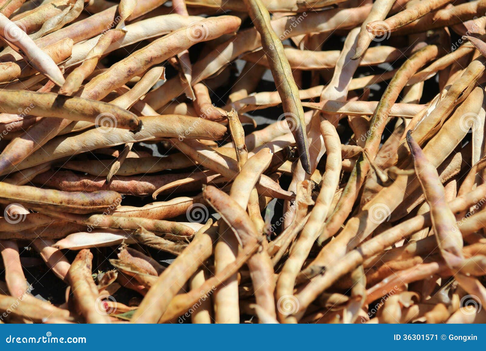 Dry beans stock image. Image of pick, agriculture, crops - 36301571