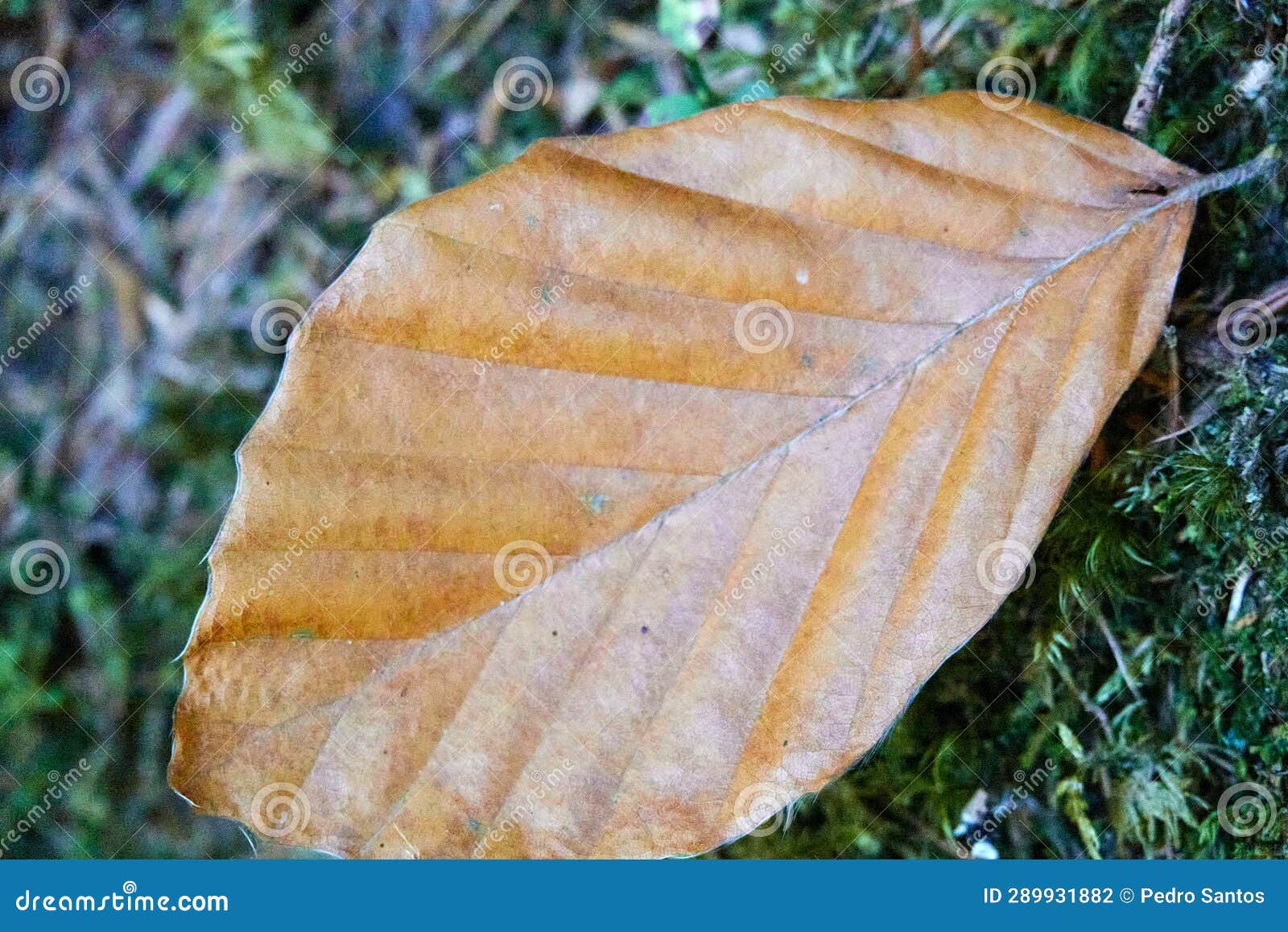 Dry Beech Leaf in the Swiss Alps Stock Photo - Image of nature, branch ...