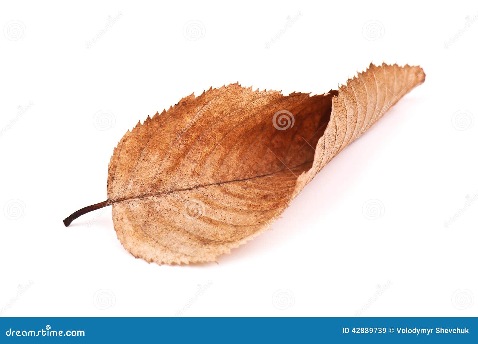 Dry Leaf Royalty-Free Stock Photo | CartoonDealer.com #134475291