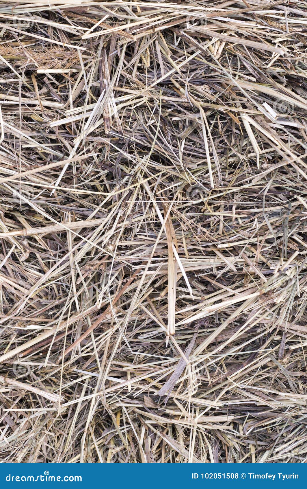 Dry Hay or Straw Texture, Background. Stock Photo - Image of brown ...