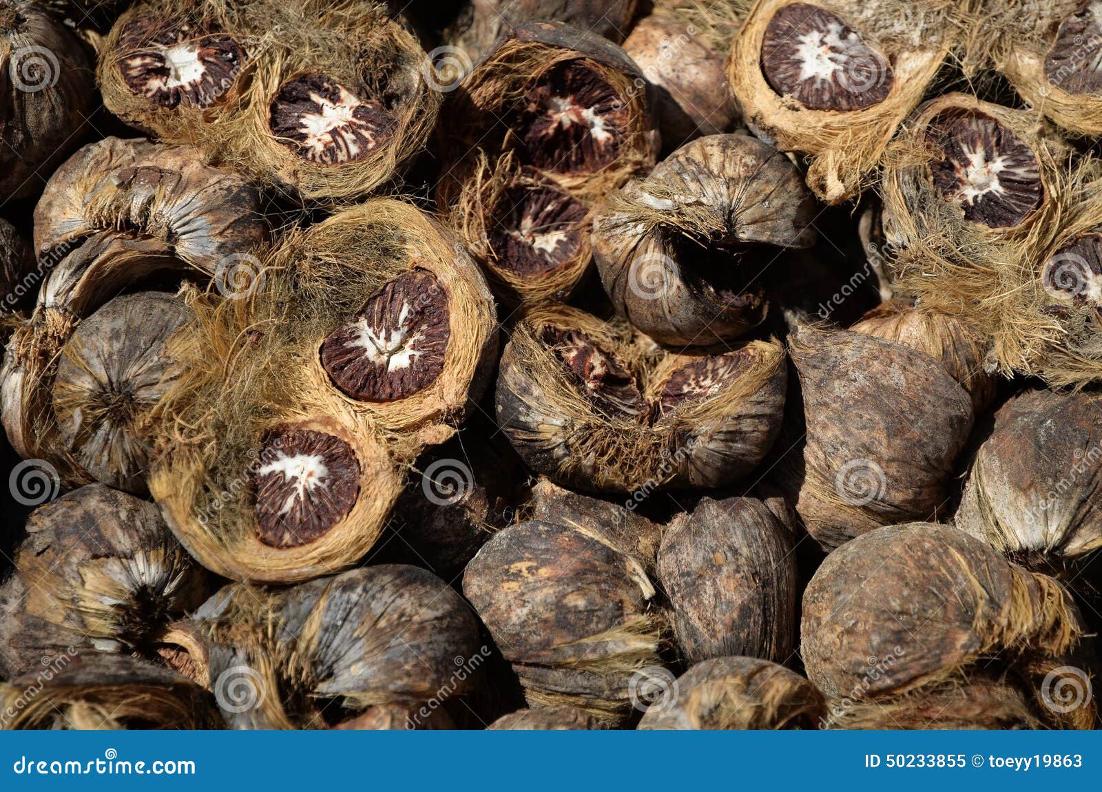 Dry betel nut stock image. Image of betel, line, fresh - 50233855