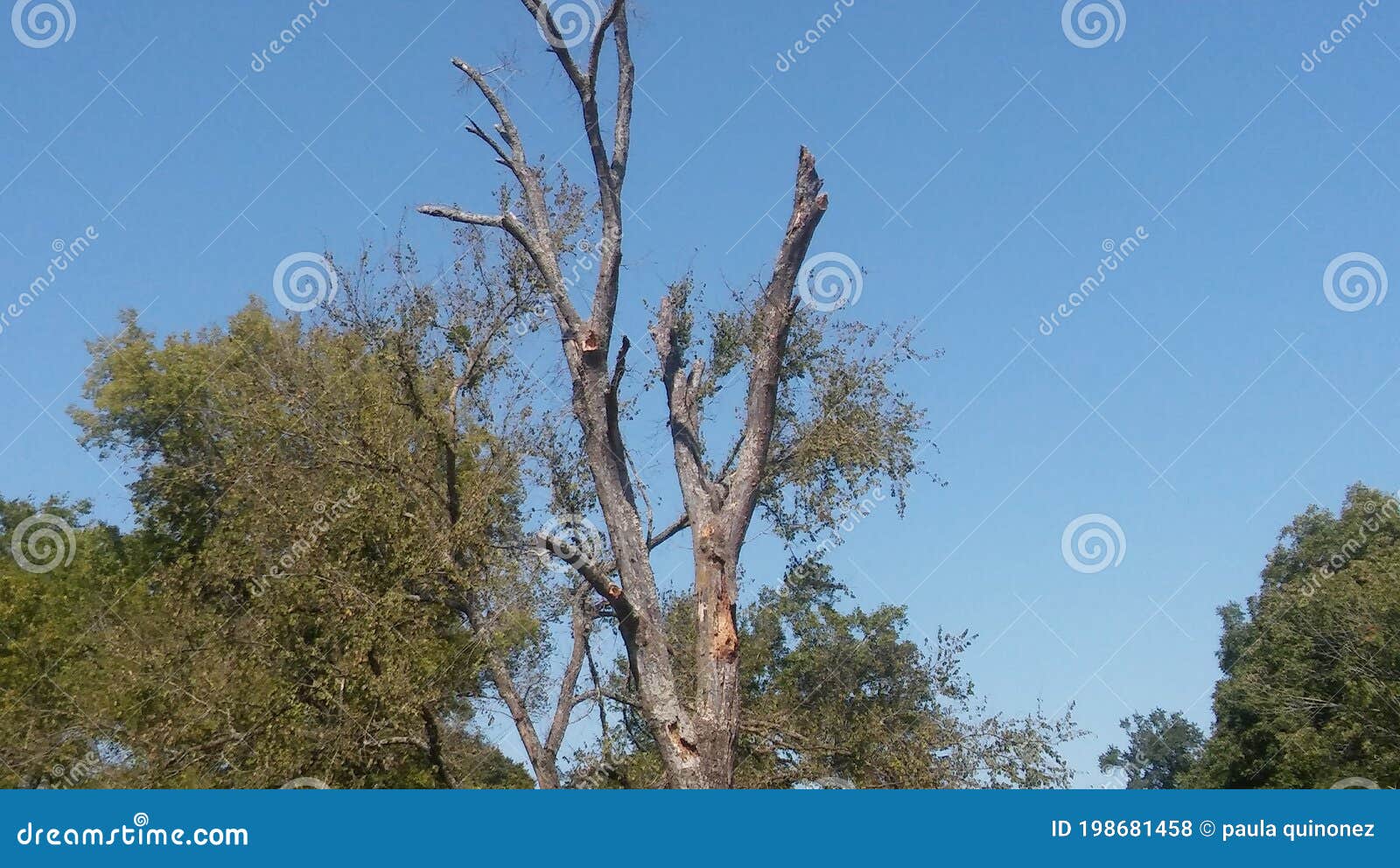 Dry big tree oak tree stock photo. Image of plant, flower - 198681458