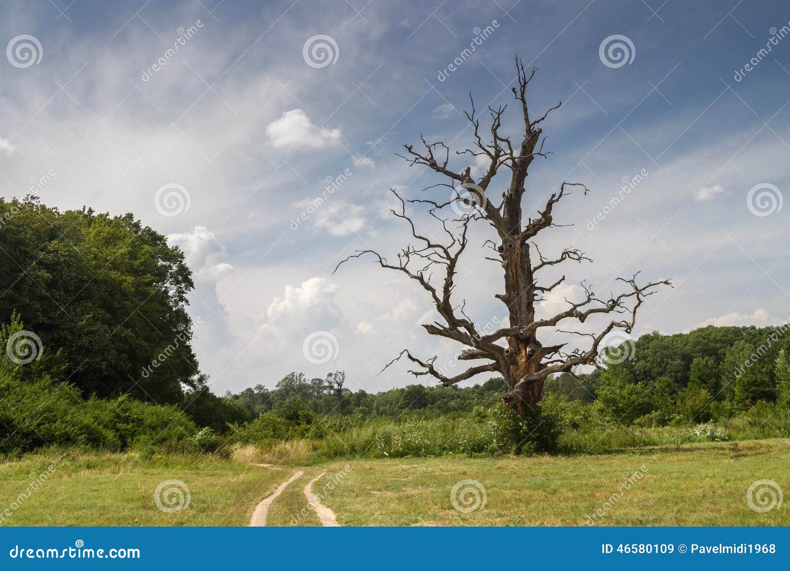 Dry big tree stock image. Image of botany, outdoor, single - 46580109