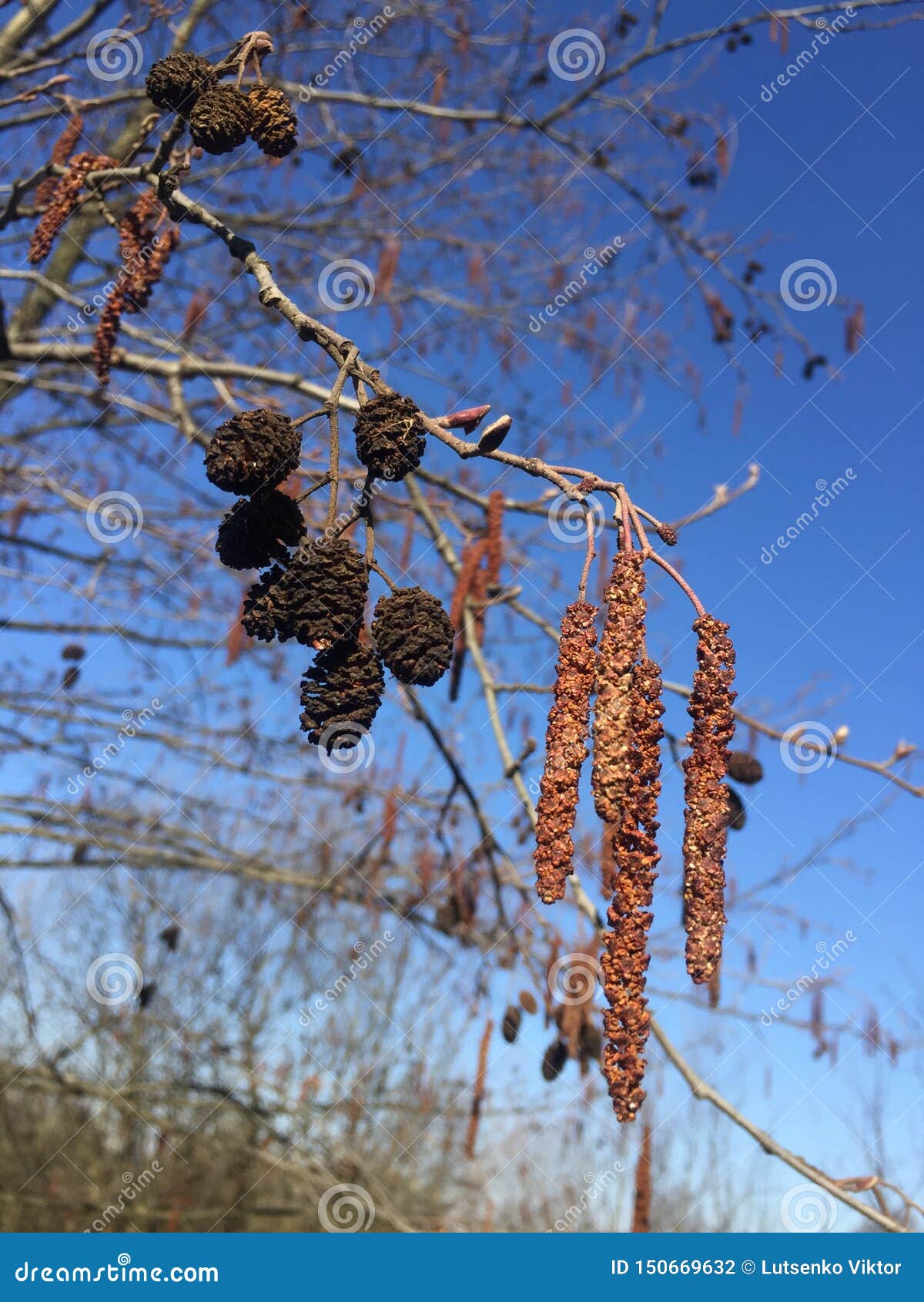 Dry birch fruit stock photo. Image of catkin, hazelnut - 150669632