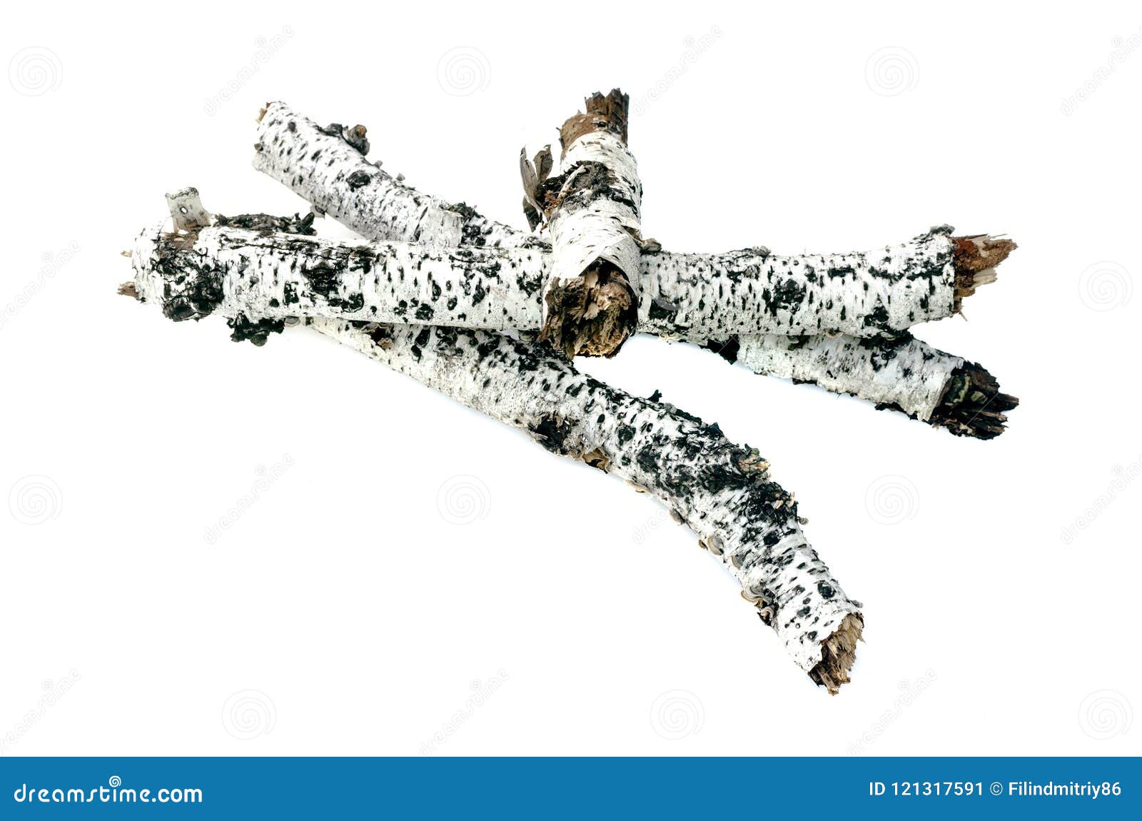 Isolated Birch Tree Branch. Stock Image - Image of herbarium, botanical ...