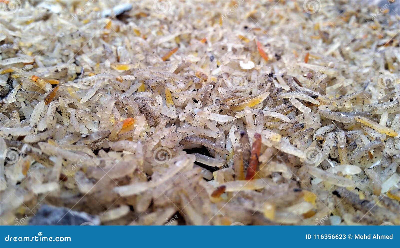 Biryani rice stock image. Image of rice, dish, food - 116356623