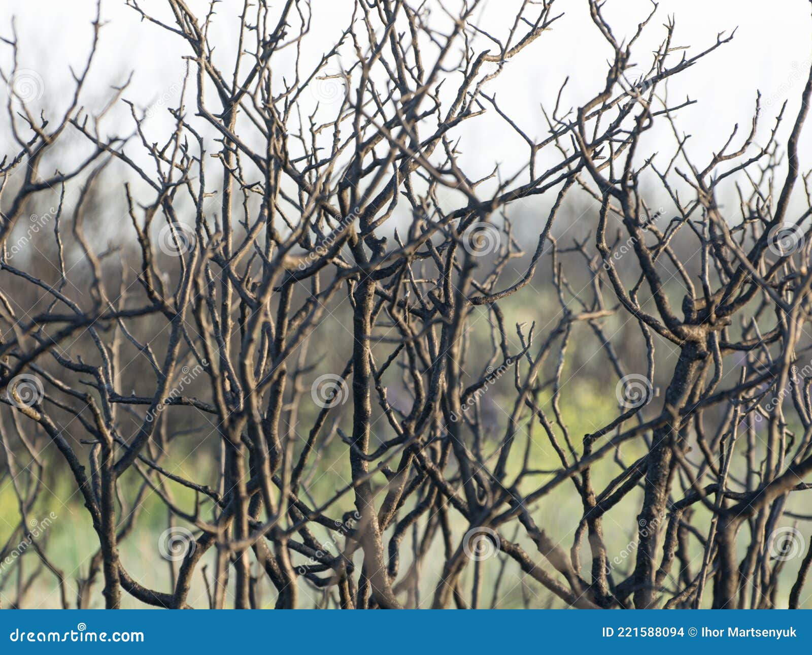 Dry Black Bush Branches On Blue Sky Background. Forest Plantations ...