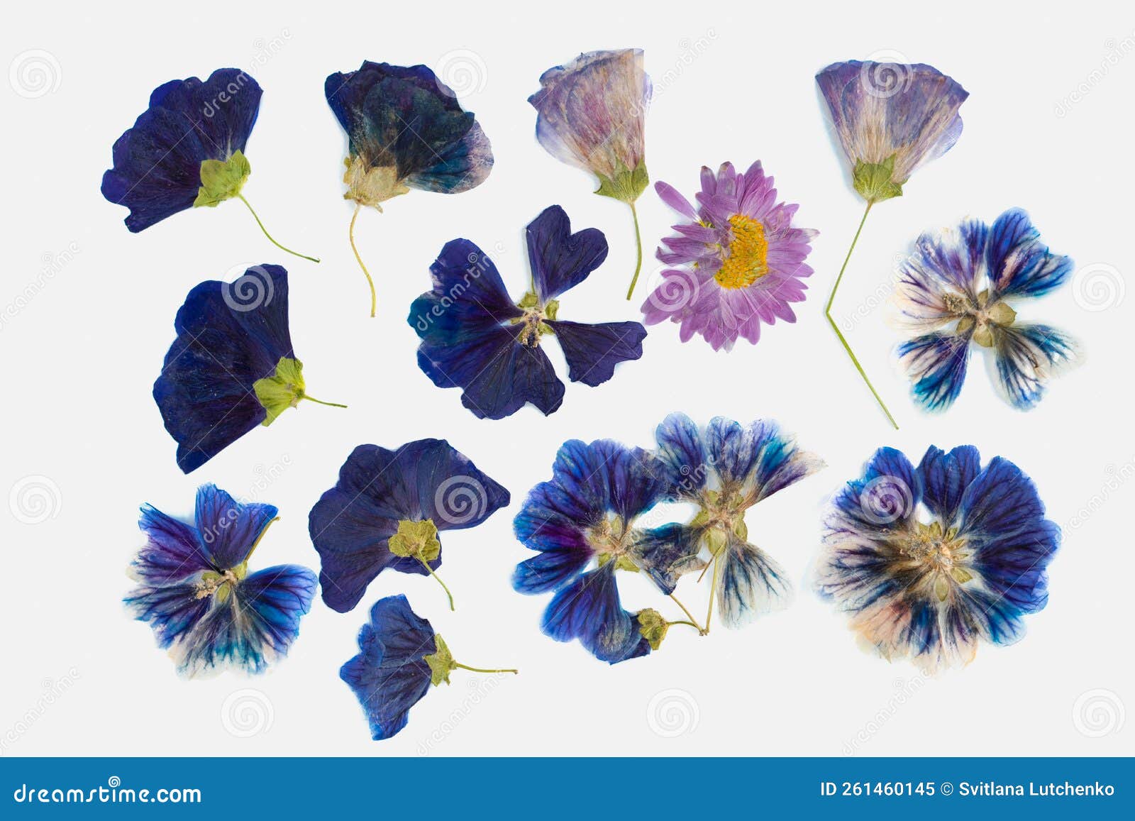 Dry Blue Flowers of Mallow on a White Background. Stock Image - Image ...