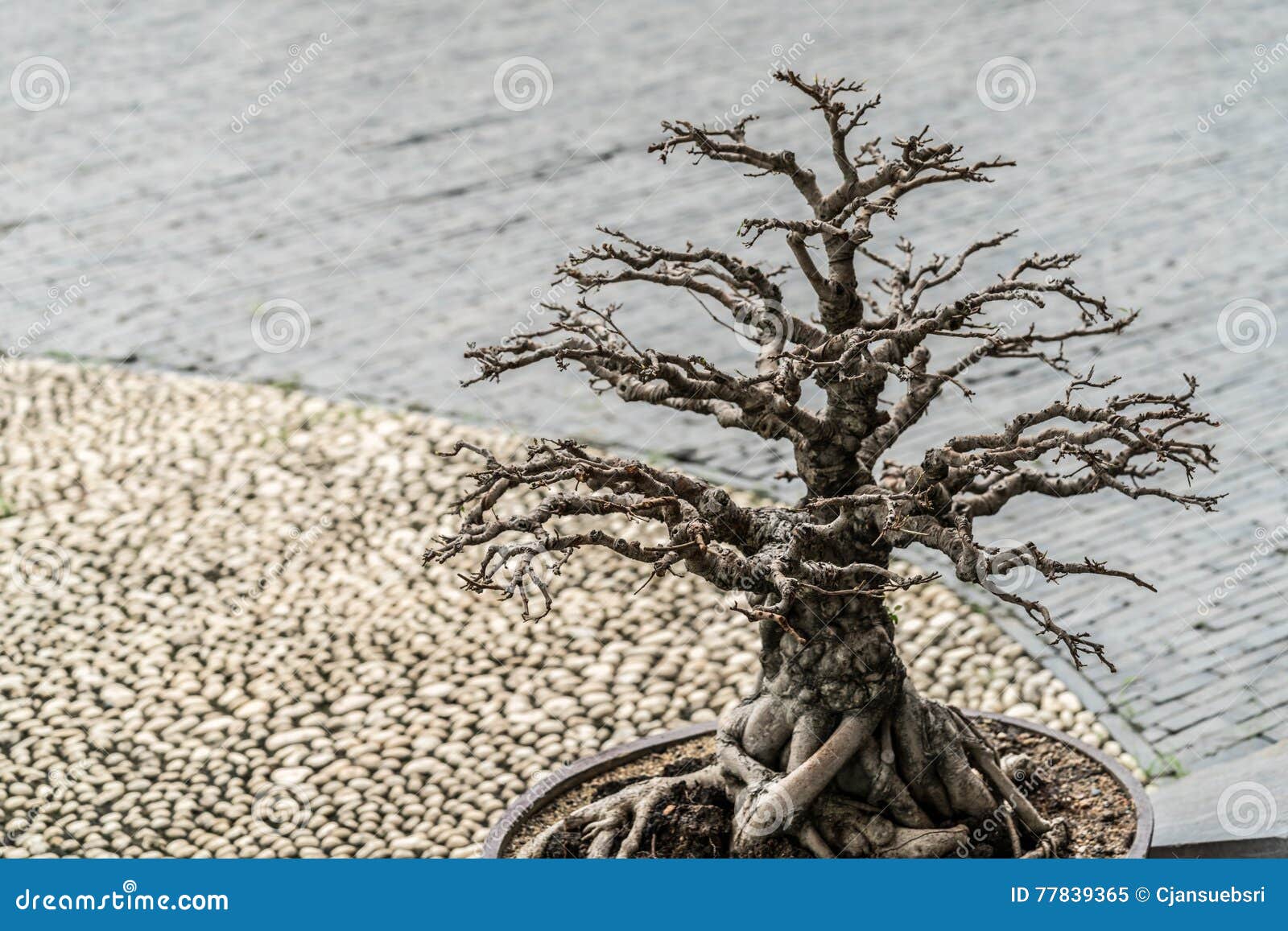 Dry bonsai stock image. Image of leaf, botany, wood, oriental - 77839365