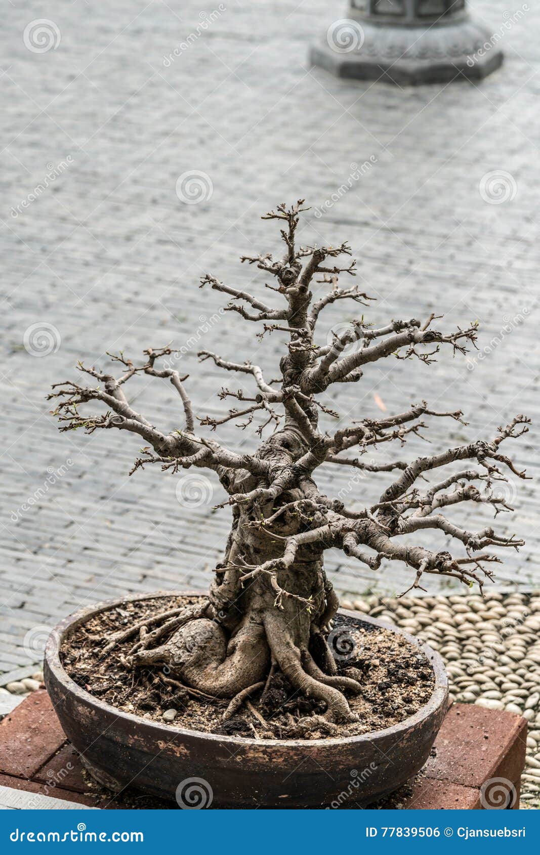 Dry bonsai stock photo. Image of garden, decoration, botanical - 77839506