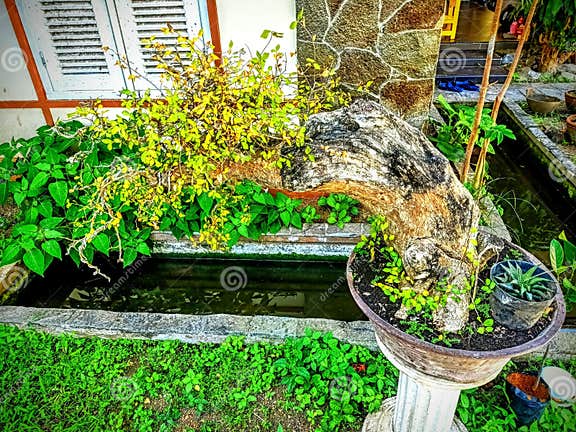 Dry bonsai stock image. Image of bonsai, teks, yang - 322979943