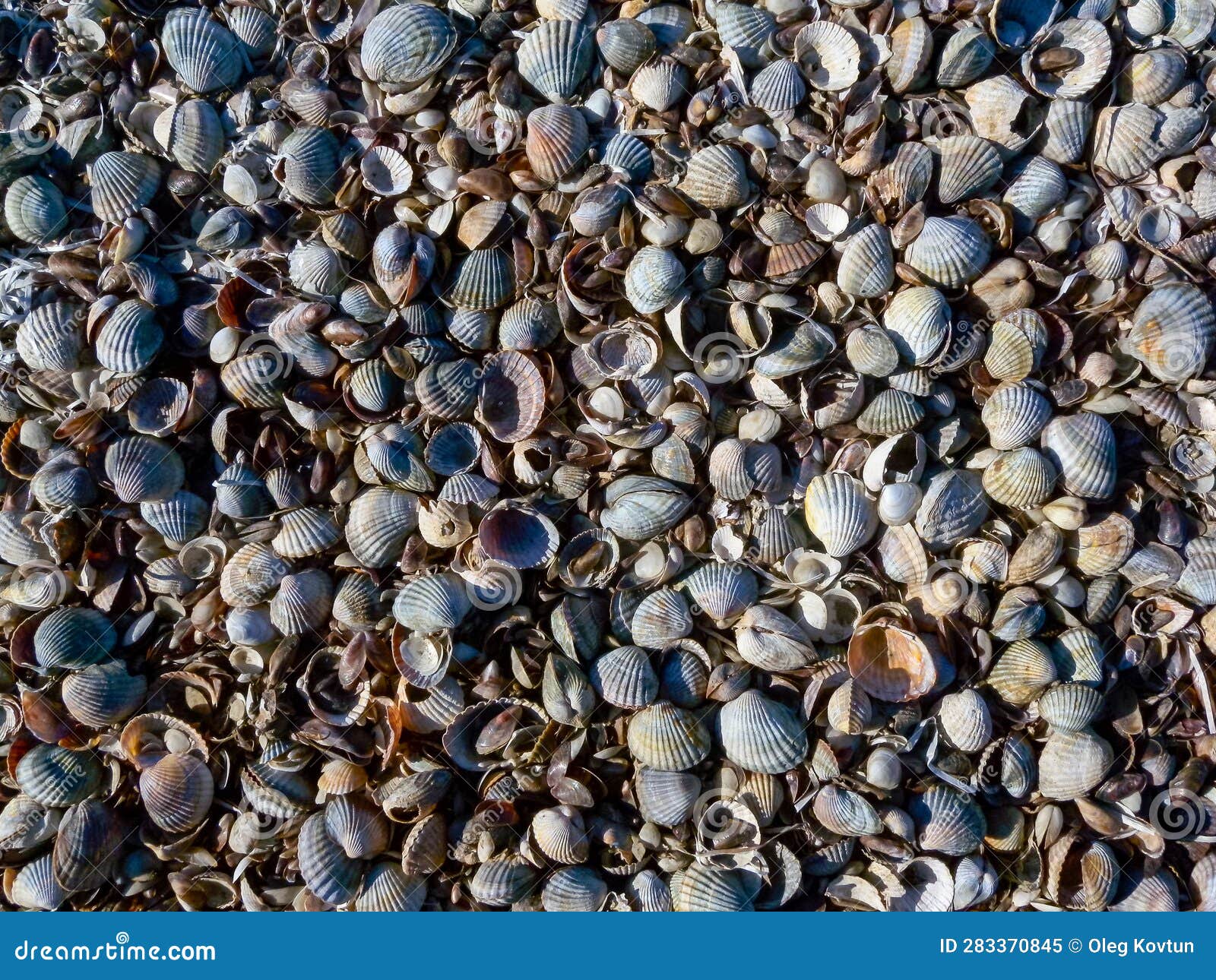 Dry Bottom of a Reservoir Covered with a Layer of Shells of Bivalve ...
