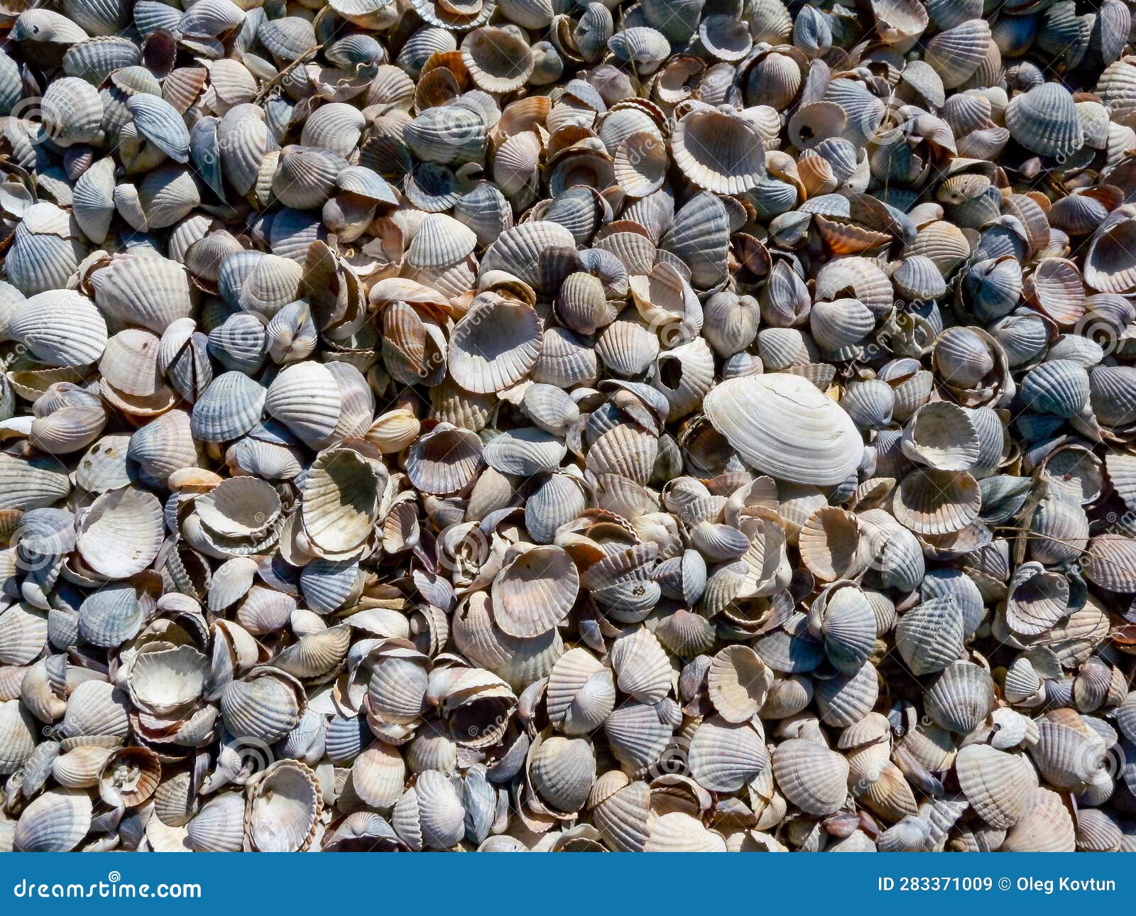 Dry Bottom of a Reservoir Covered with a Layer of Shells of Bivalve ...