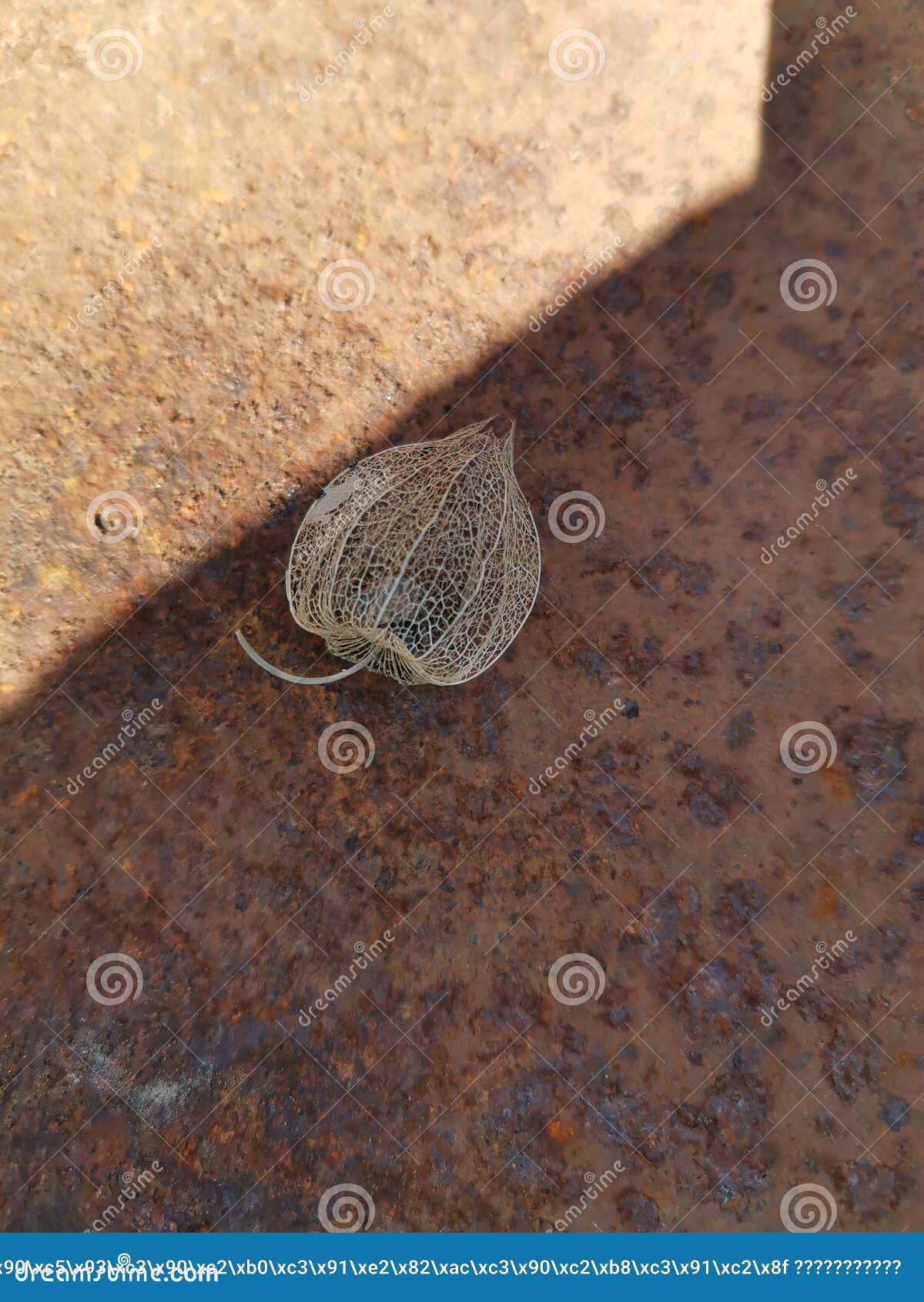 Dry box of physalis stock photo. Image of brown, floor - 256010070