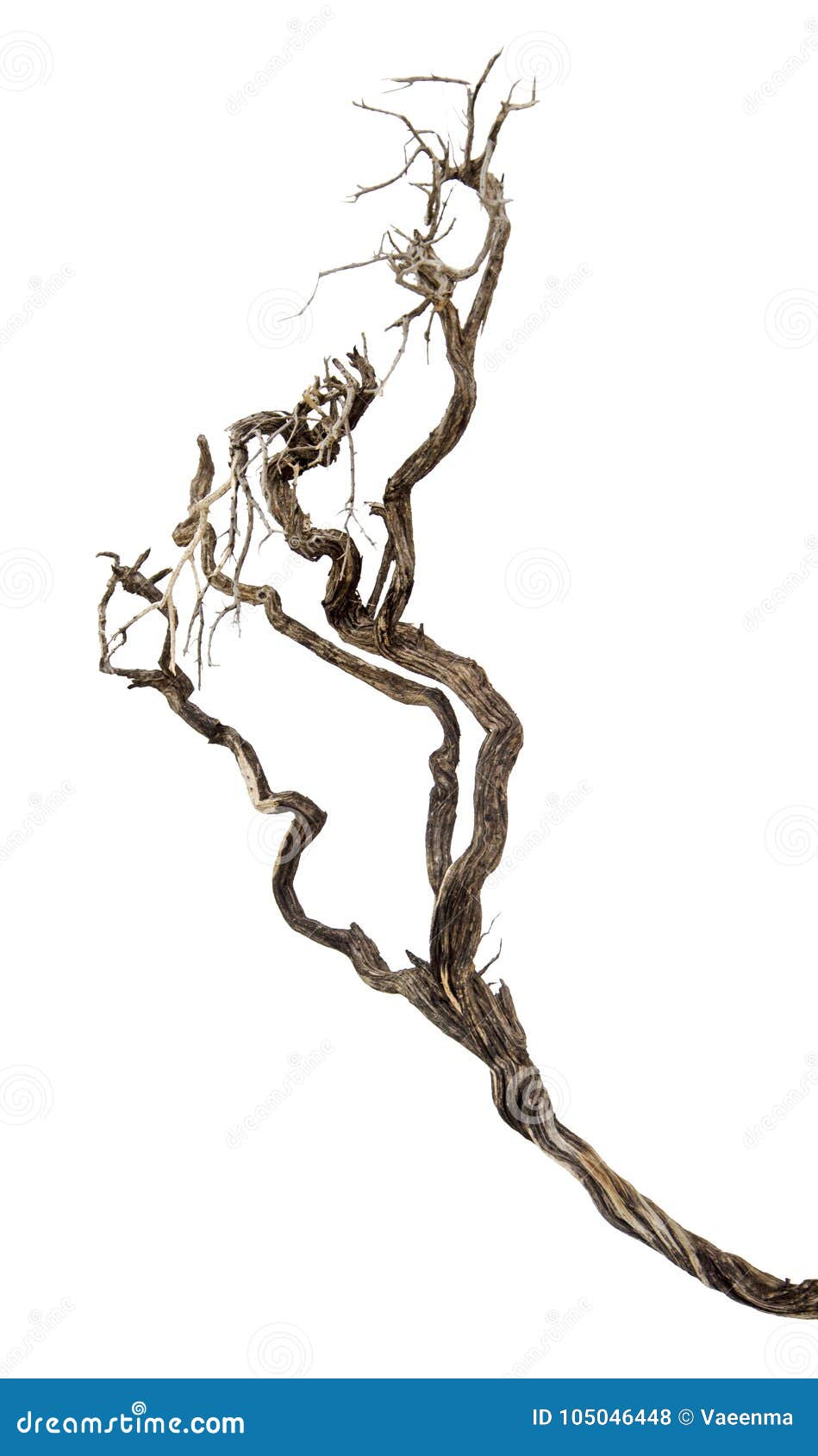 Dry branch stock photo. Image of branch, close, grey - 105046448