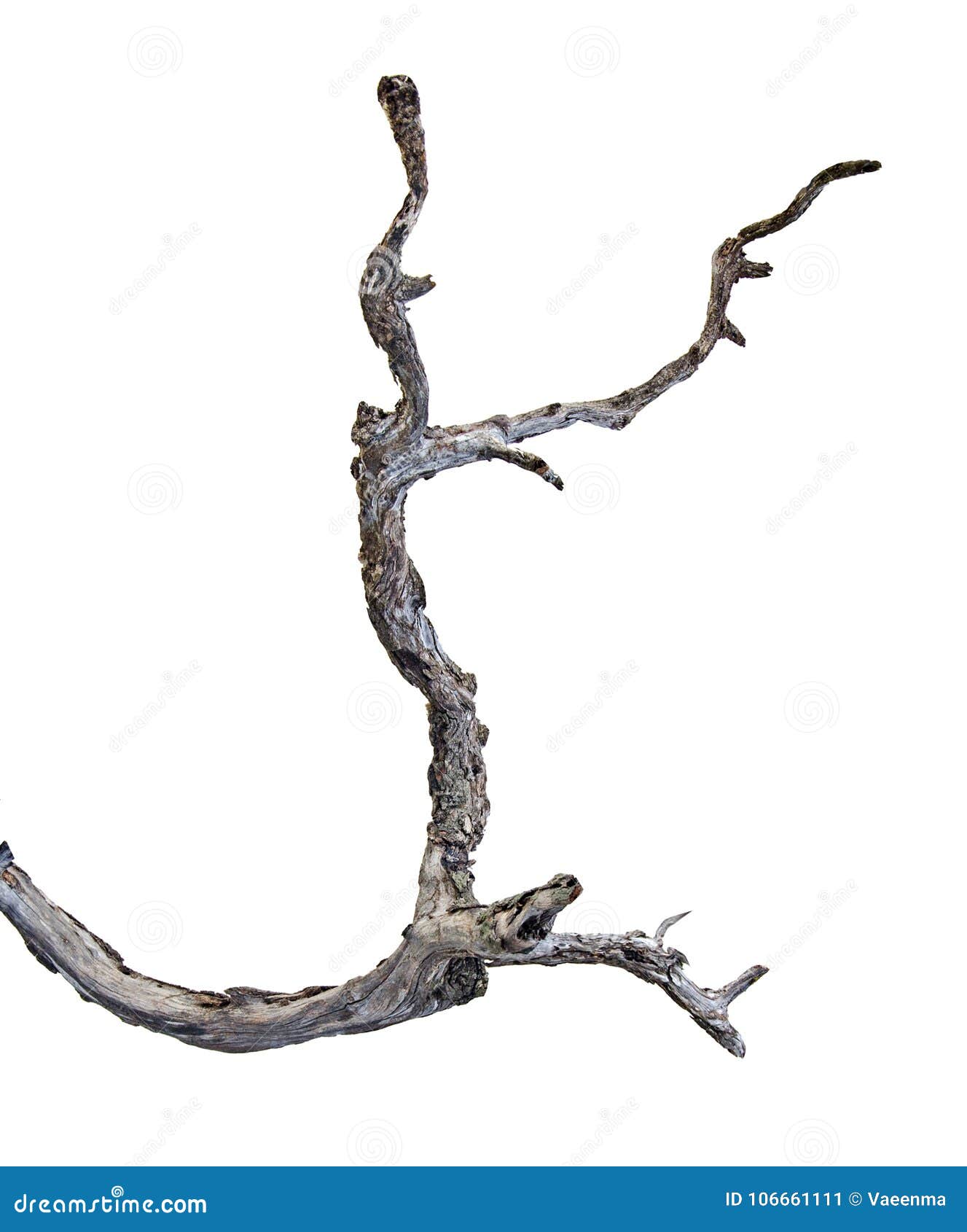 Dry branch stock image. Image of close, wood, white - 106661111
