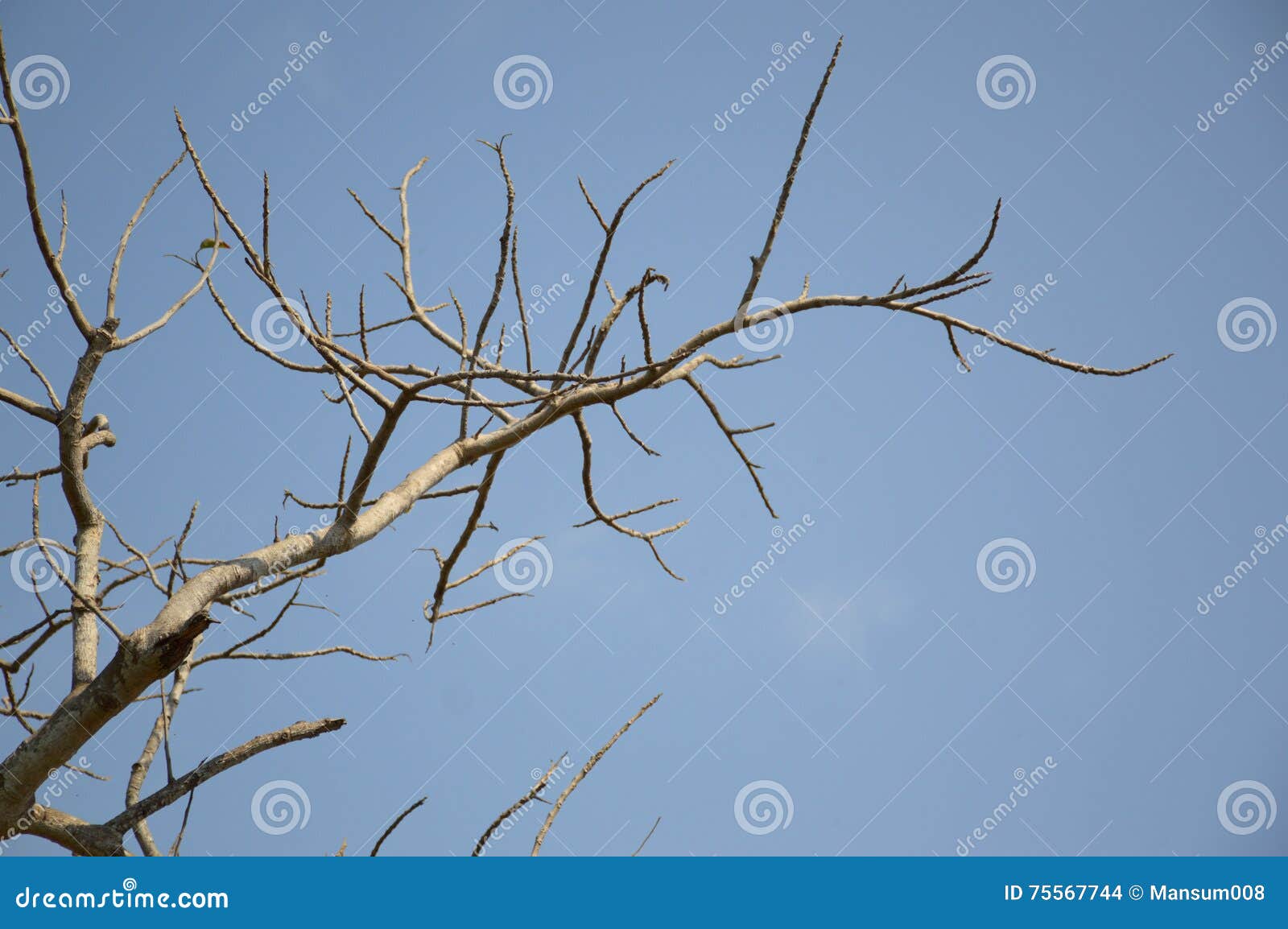 Dry branch dead tree stock photo. Image of branch, limb - 75567744