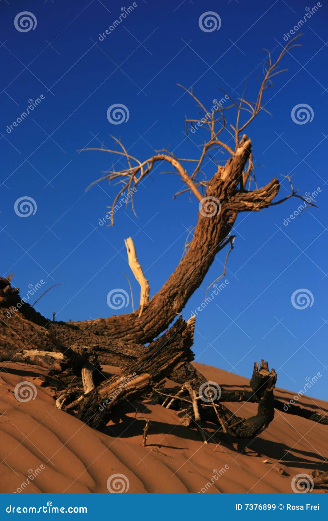 Dry branch in desert stock image. Image of branch, environment - 7376899