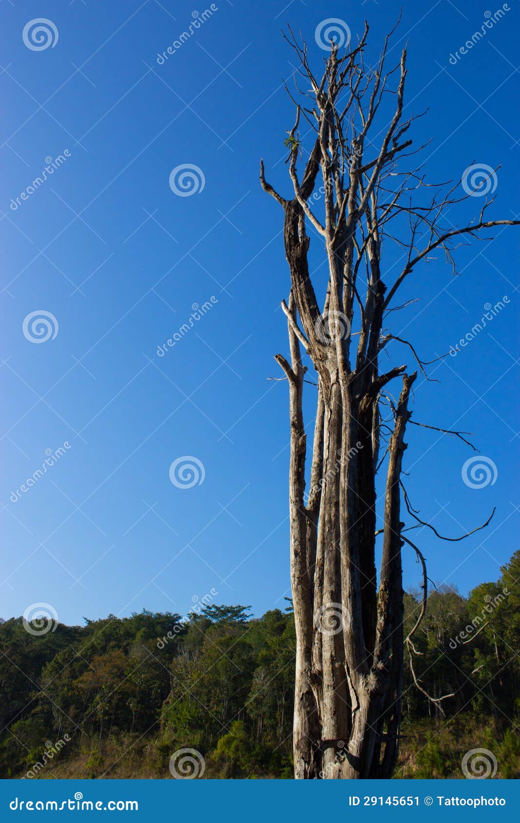 Dry branch in forrest stock image. Image of crown, bark - 29145651