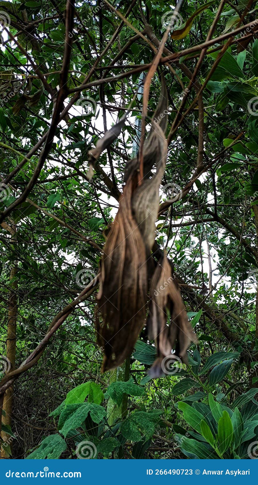 A Dry Branch Hanging from a Tree Stock Image - Image of plant, hanging ...