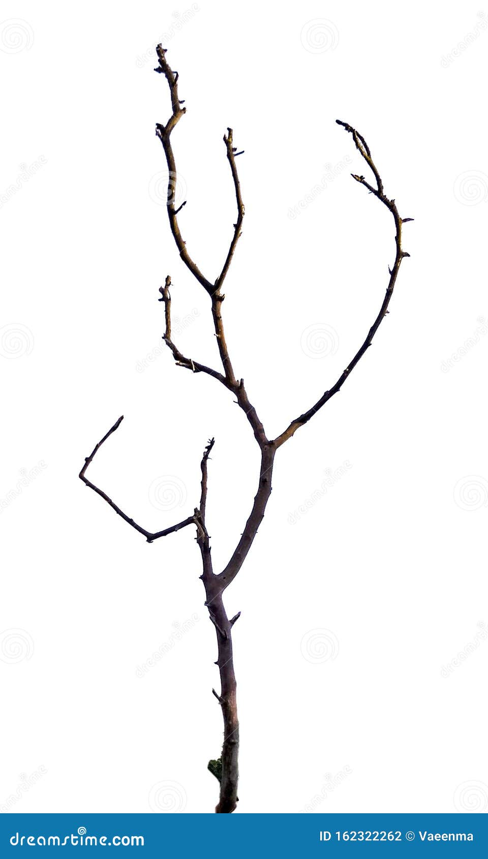 Dry Branch Isolated on White Stock Photo - Image of ecology, background ...