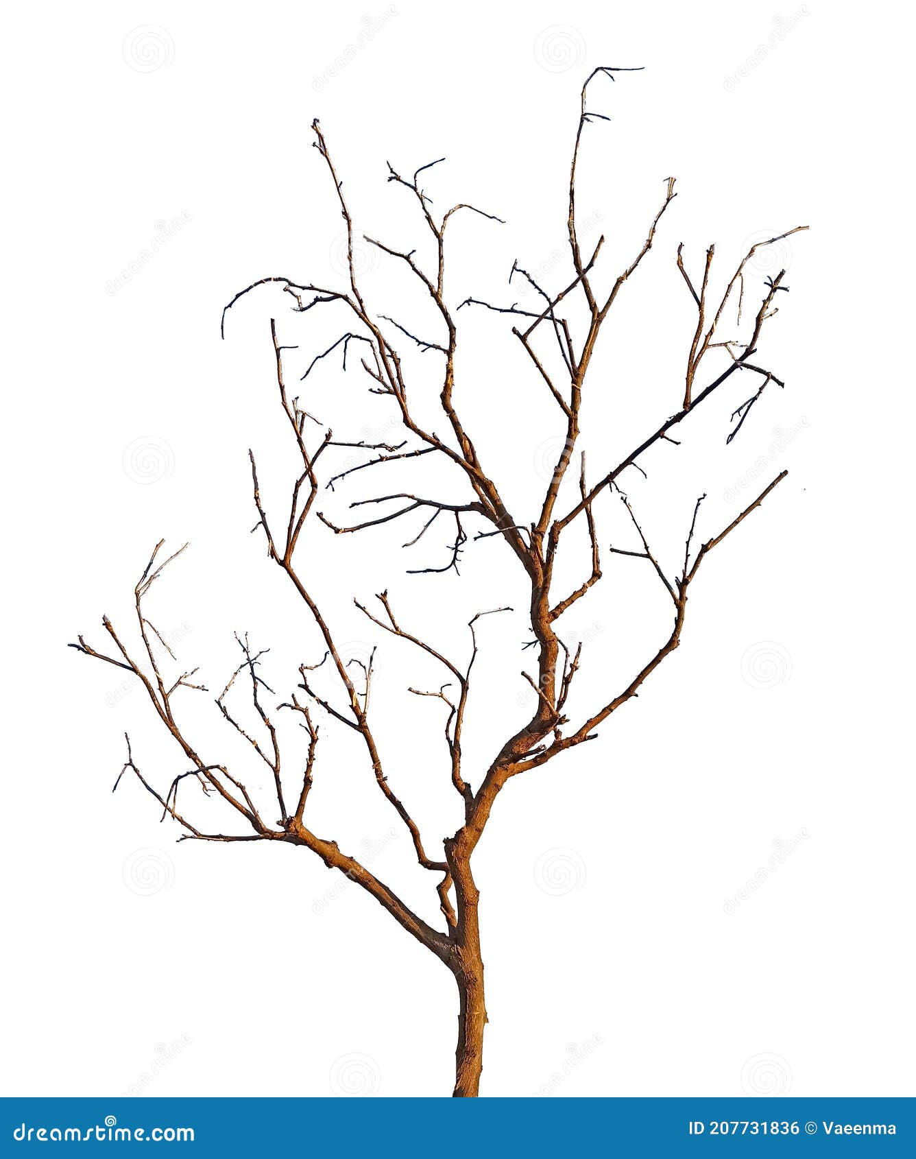 Dry Branch Isolated on White Stock Photo - Image of climate, nature ...