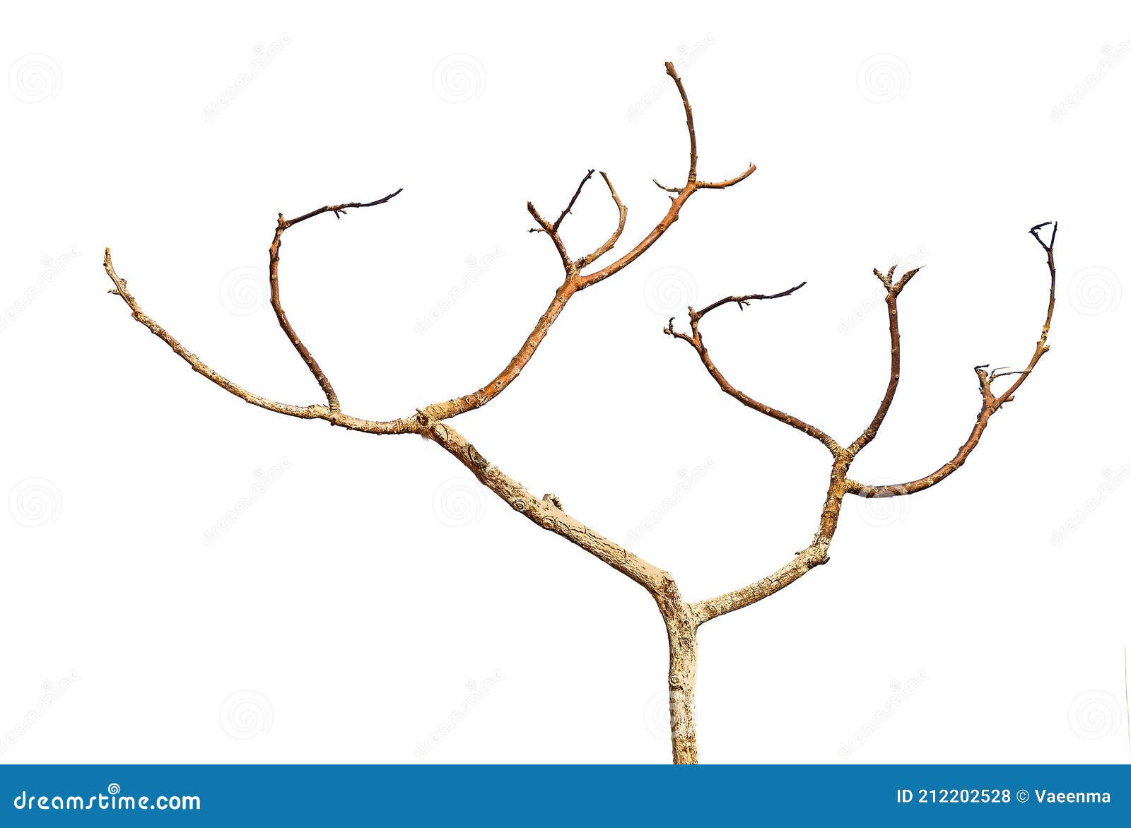 Dry Branch Isolated on White Stock Photo - Image of branch, closeup ...