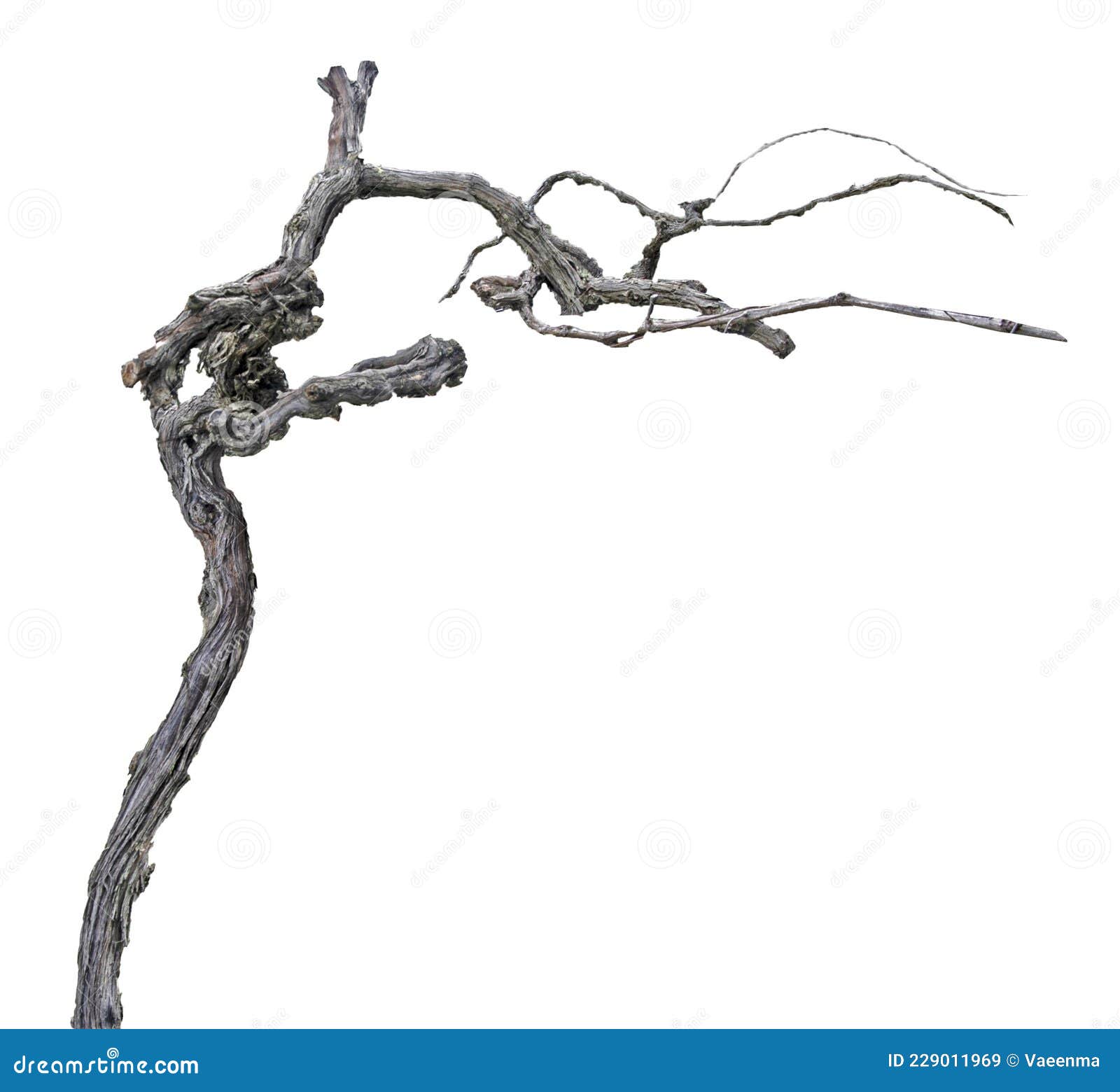 Dry Branch Isolated on White Stock Image - Image of wood, isolated ...