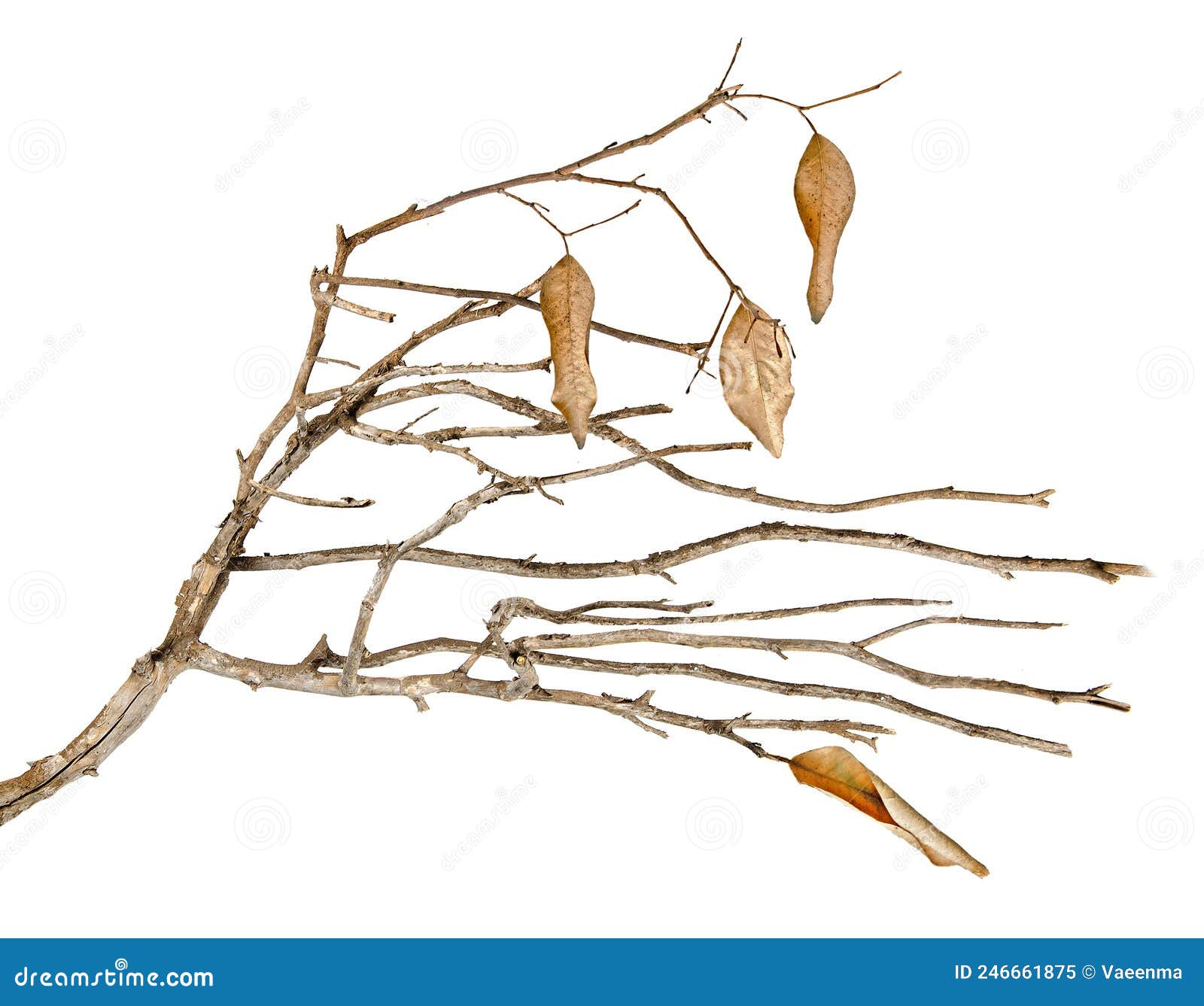 Dry Branch Isolated on White Stock Image - Image of leaf, isolated ...
