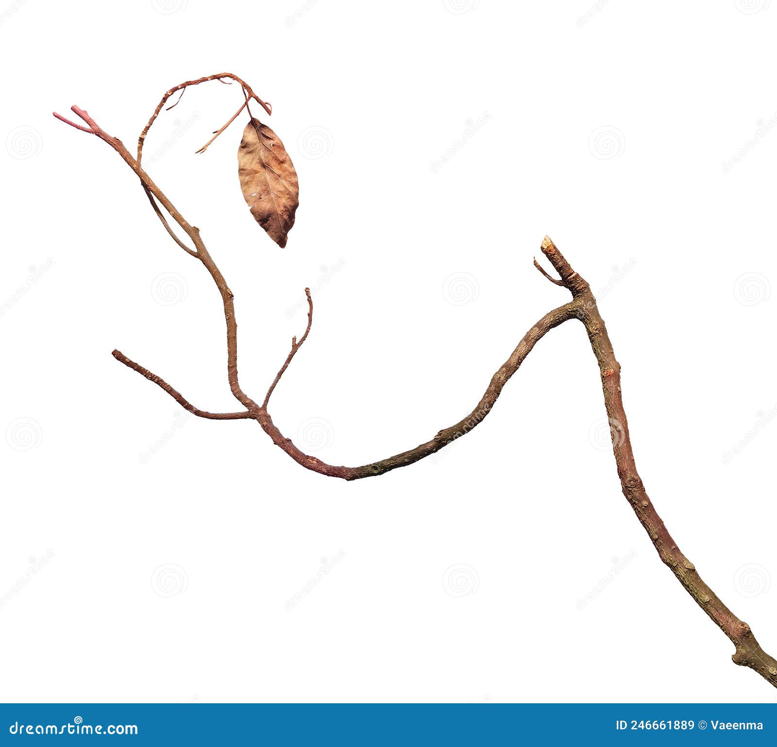Dry Branch Isolated on White Stock Image - Image of branch, background ...