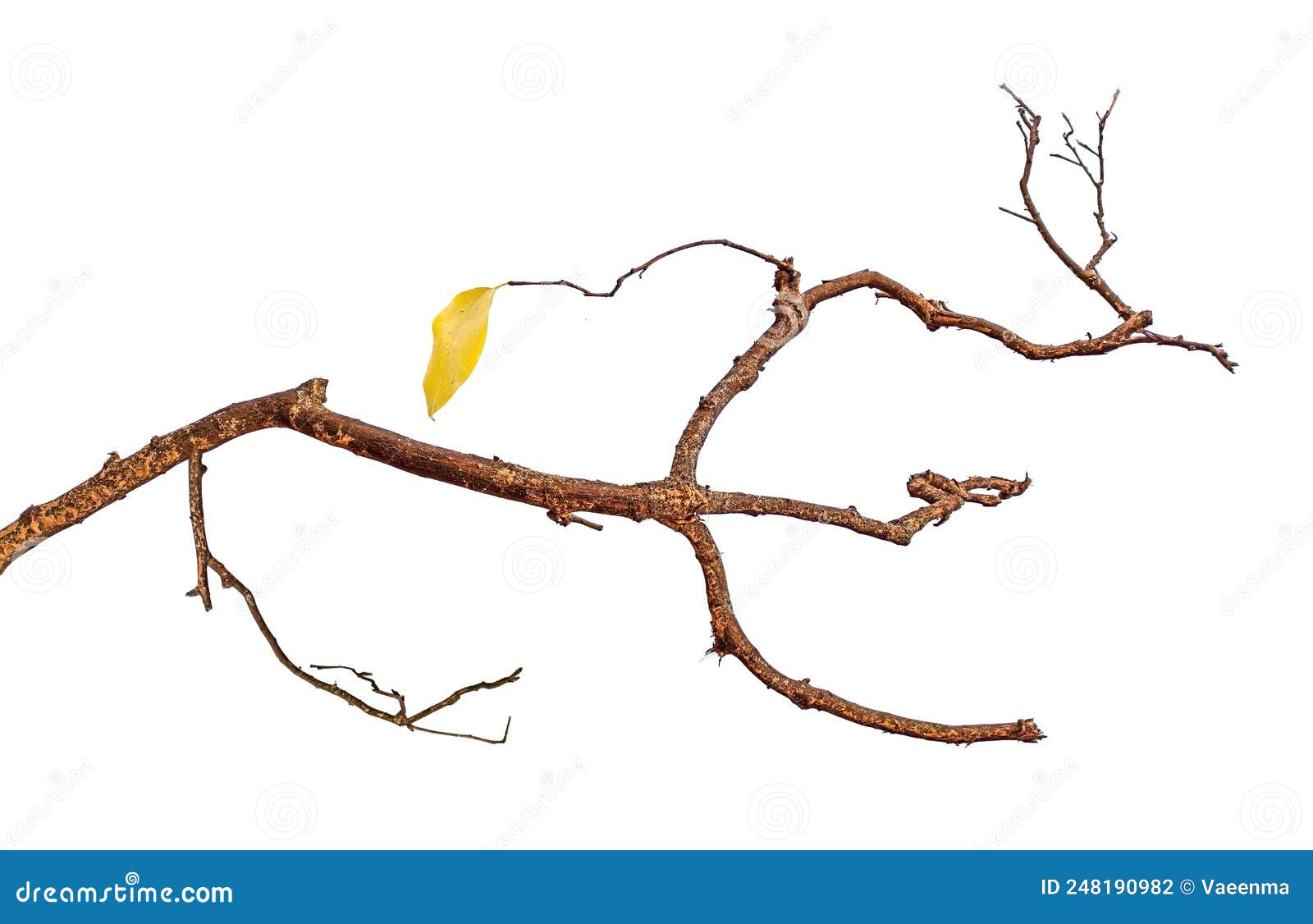 Dry Branch Isolated on White Stock Photo - Image of isolated, close ...