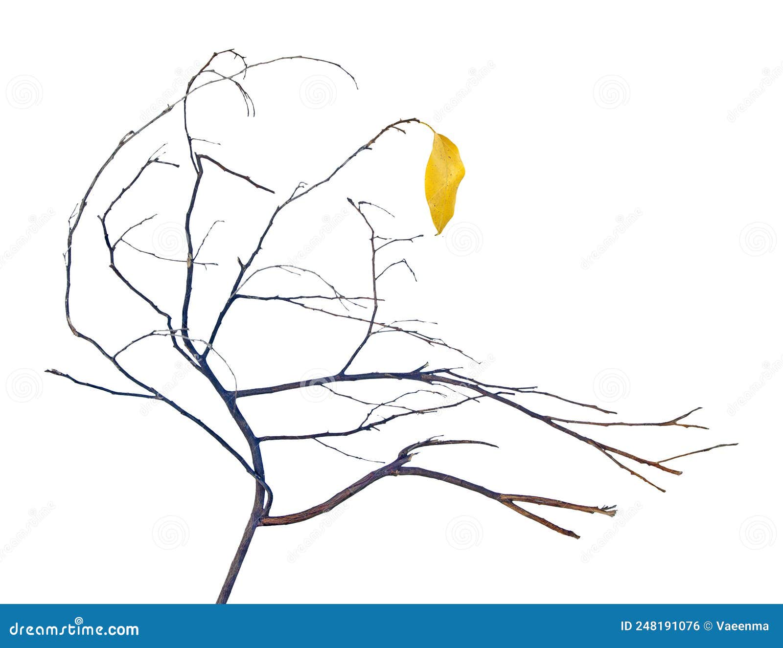 Dry Branch Isolated on White Stock Photo - Image of ecology, closeup ...