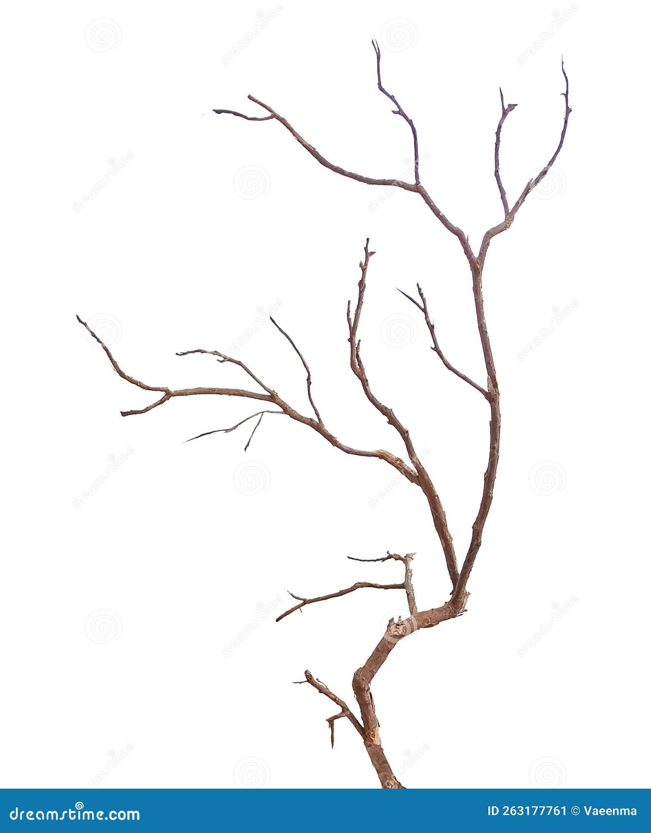 Dry Branch Isolated on White Stock Image - Image of closeup, wood ...